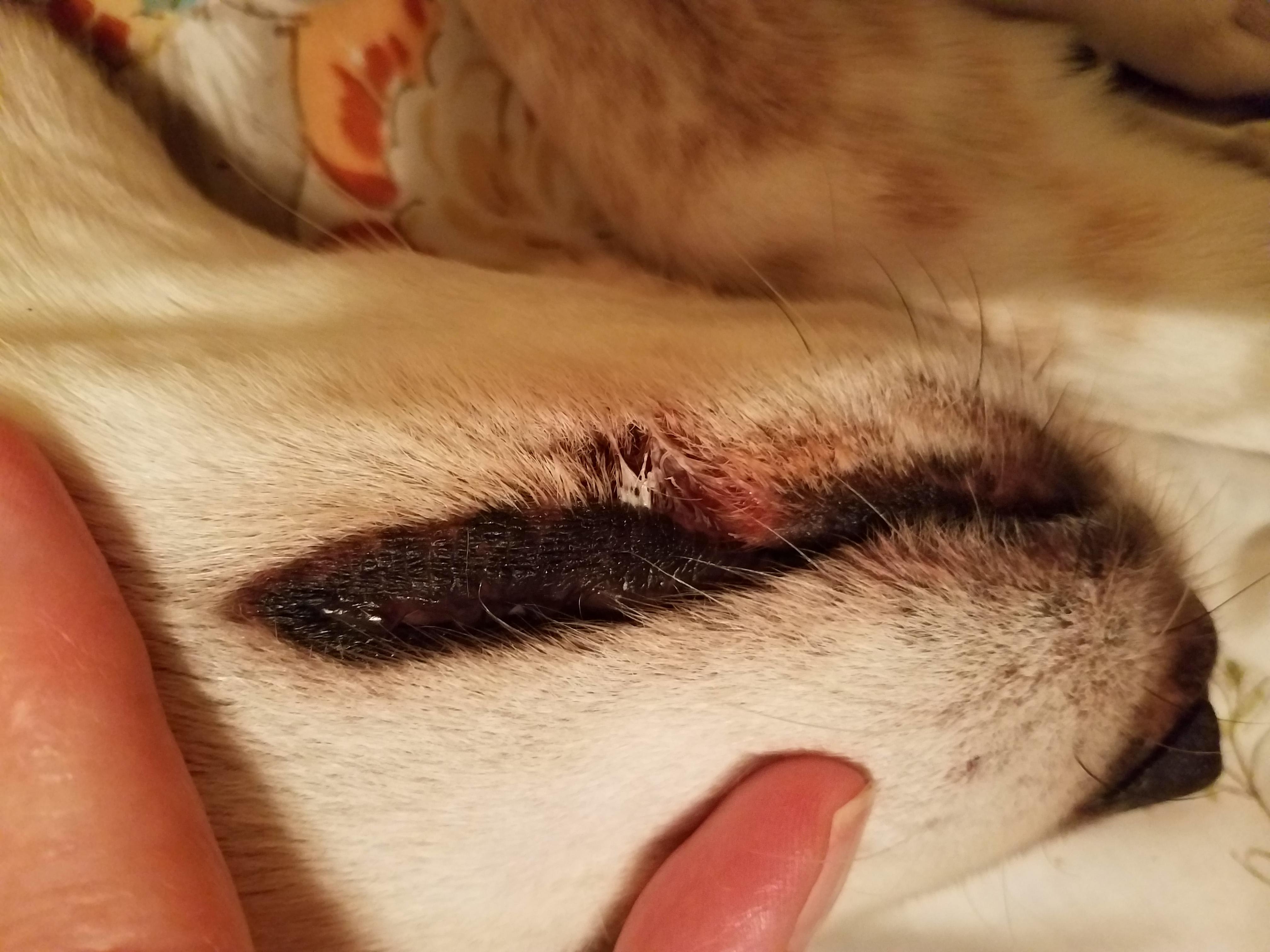 Non healing fissure like sores on lips, dark scabs. Dog not eating ...