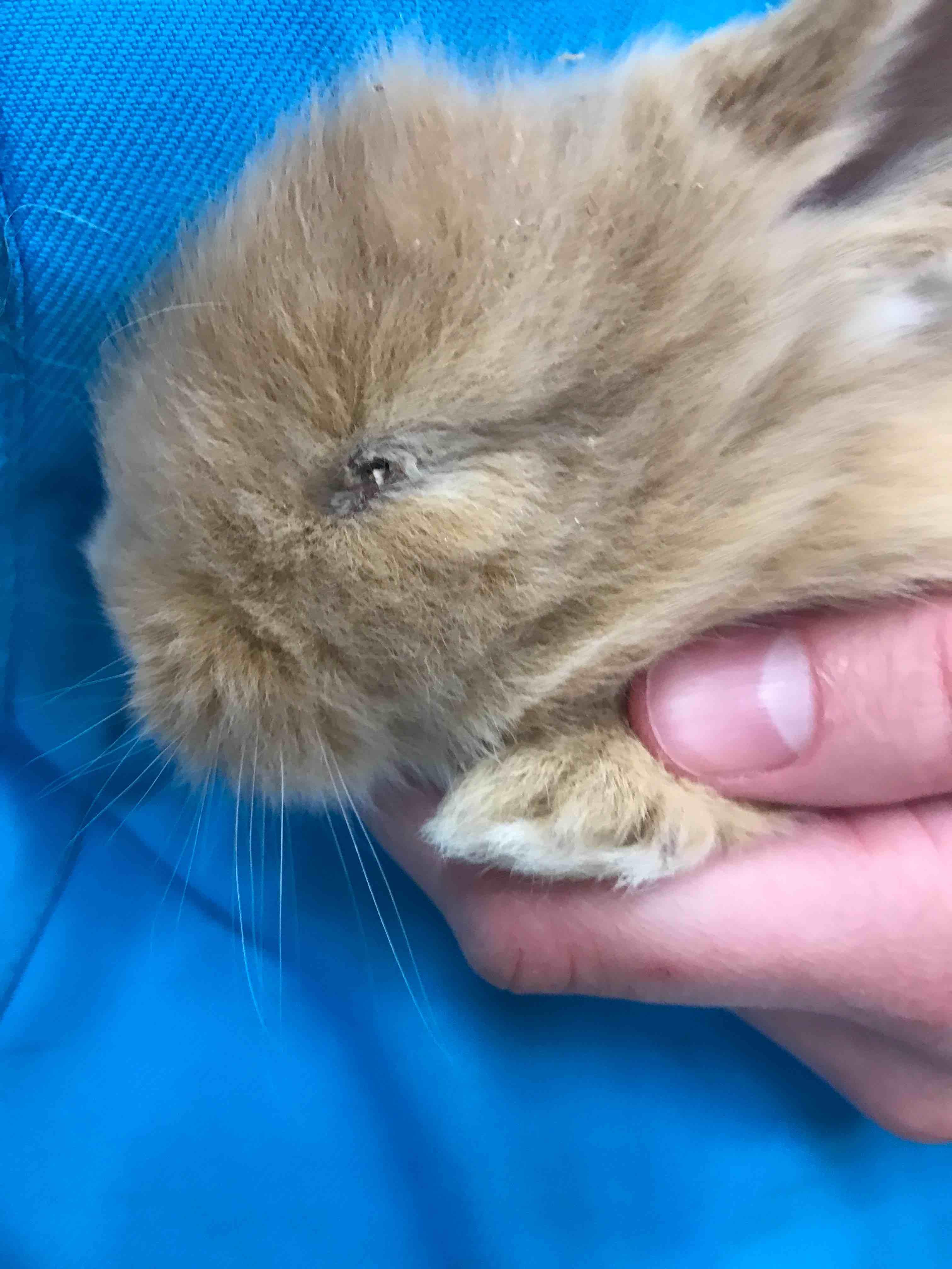 My 2-Week-Old Rabbit Has Gunk in Its Eye: What to Do? | Petco