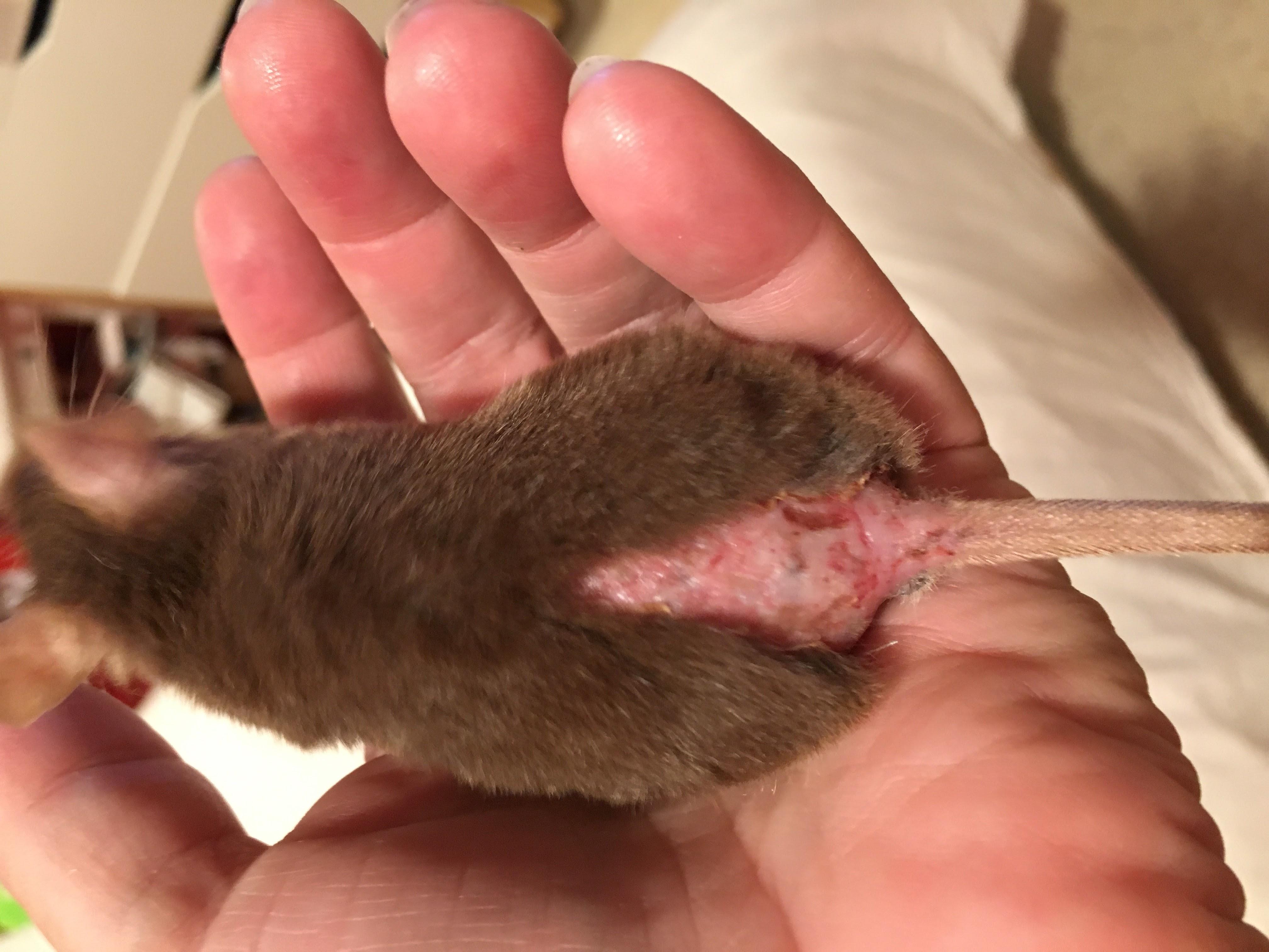 My pet mouse fur separated near his tail | Boop by Petco