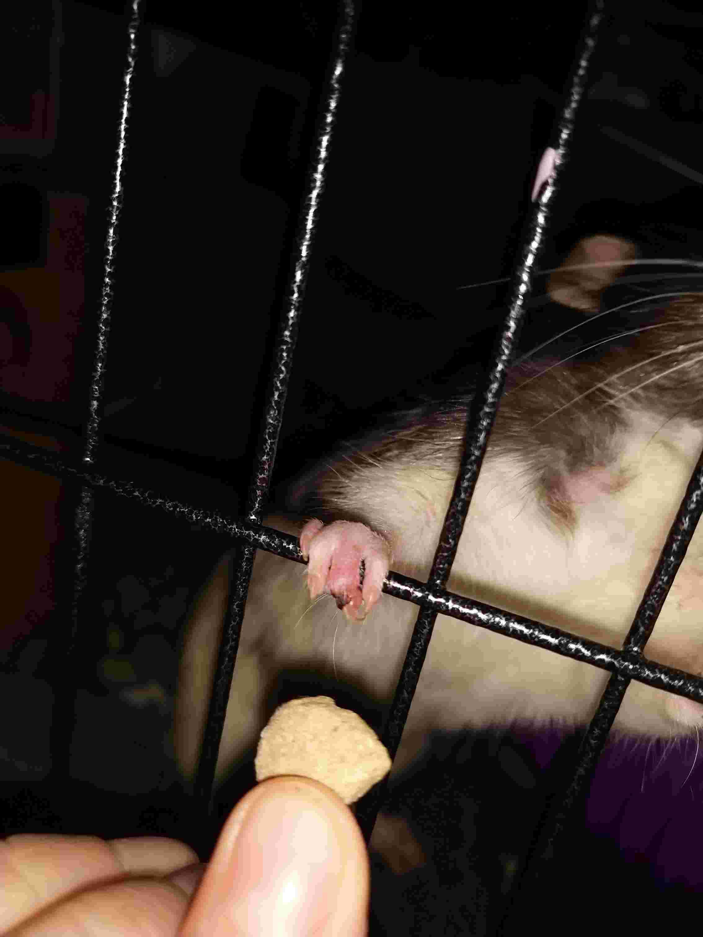 About 4 days ago I noticed that my rats finger was very red and had a ...