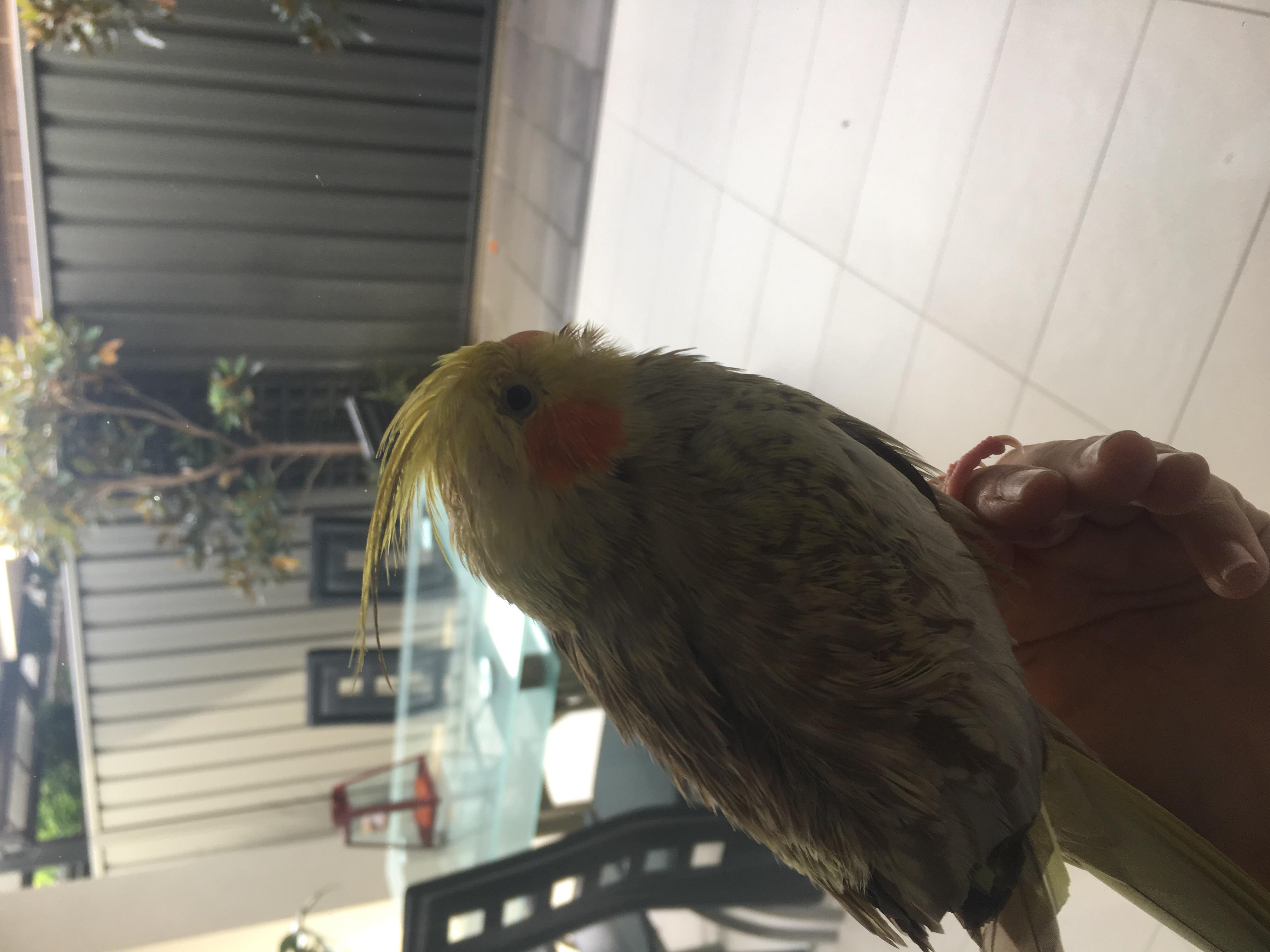 Why is my cockatiel pulling feathers and has a bald wing spot? | Petco