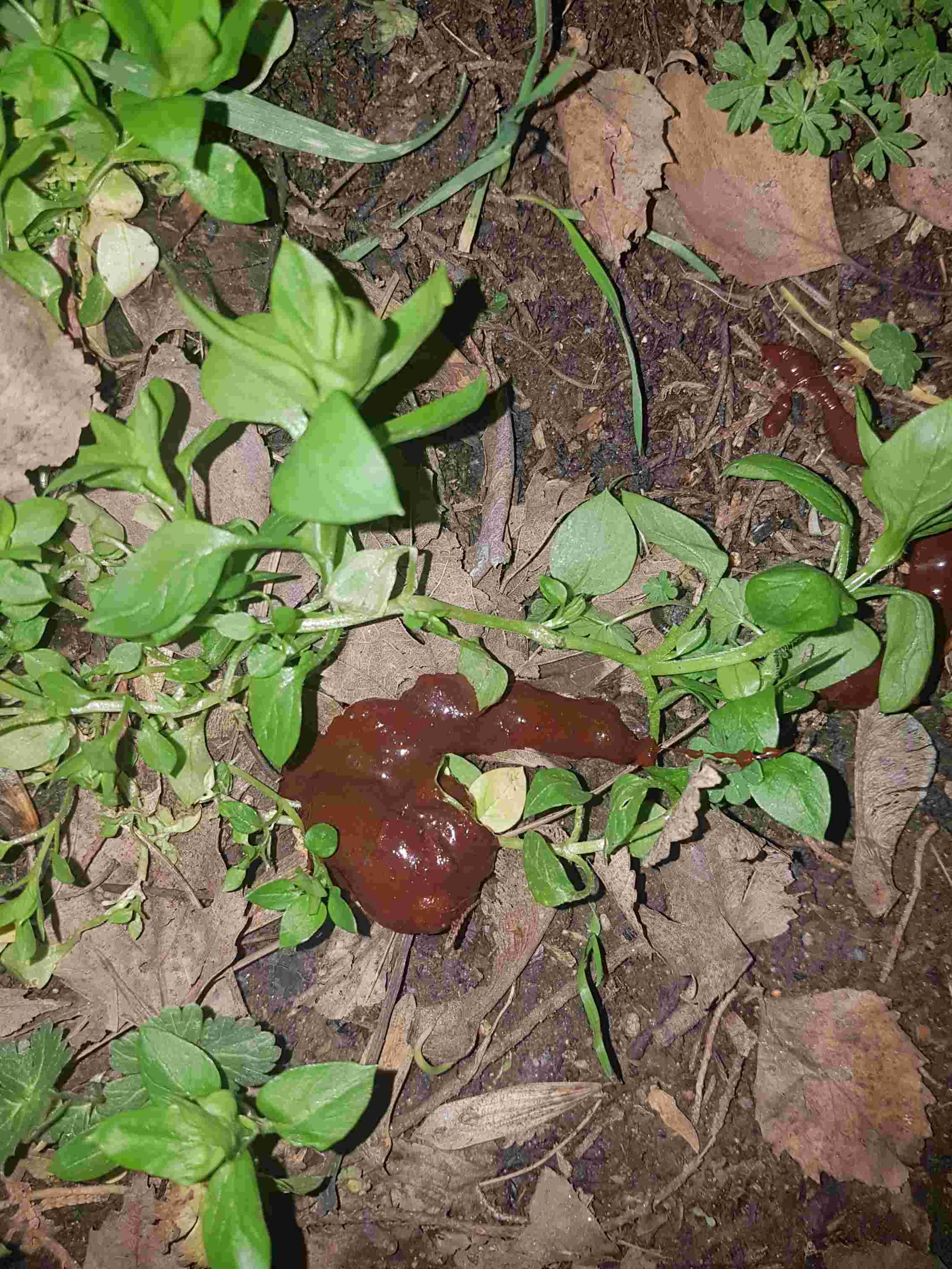 Worms in Dog Poop: Clear Signs & How to Check Your Dog | Petco