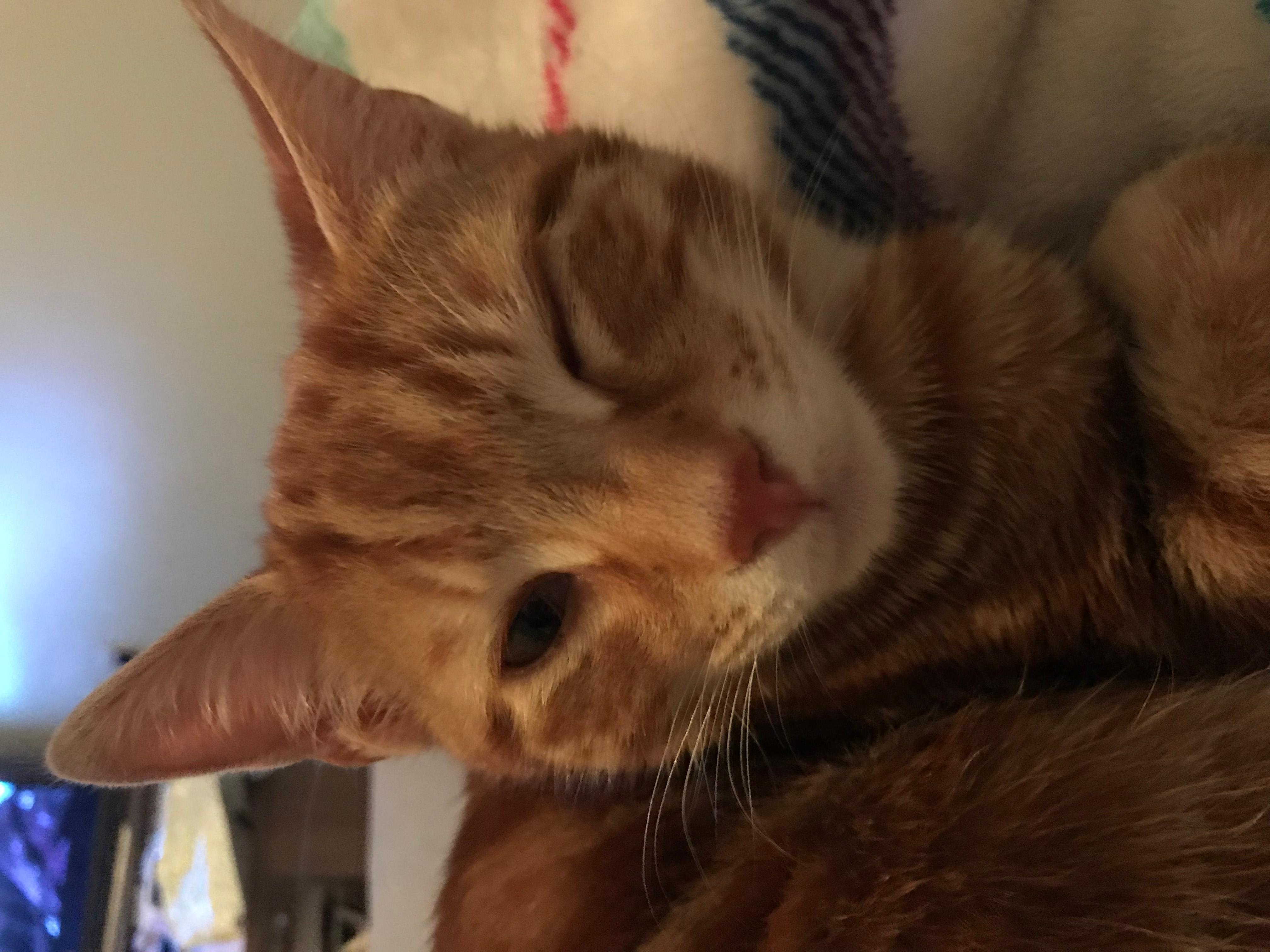 Cat's Eye Watery, Pink, Swollen Shut Again? What's Wrong? | Petco