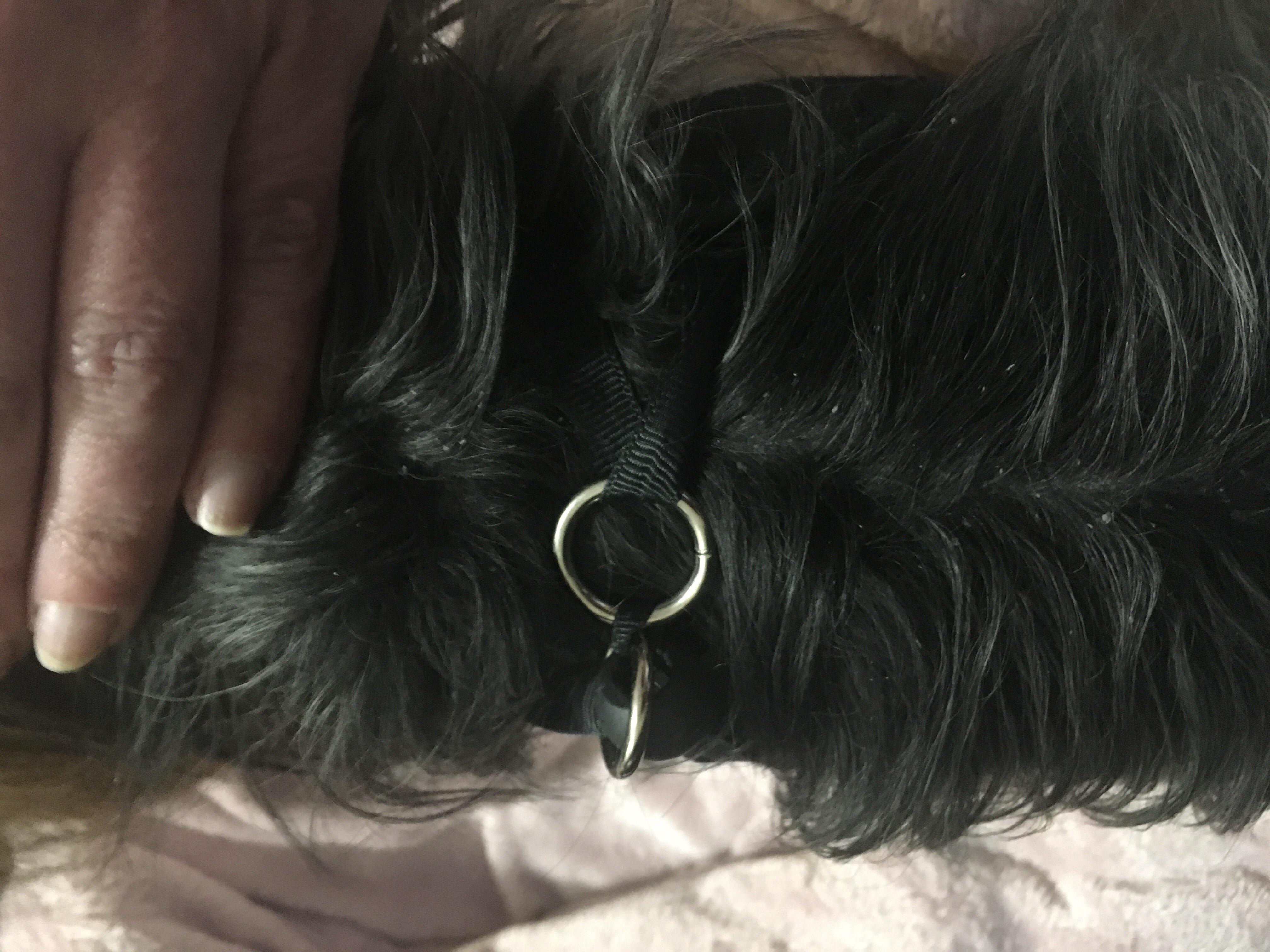 Is my Yorkie's hair loss and dandruff due to mange or mites? | Petco