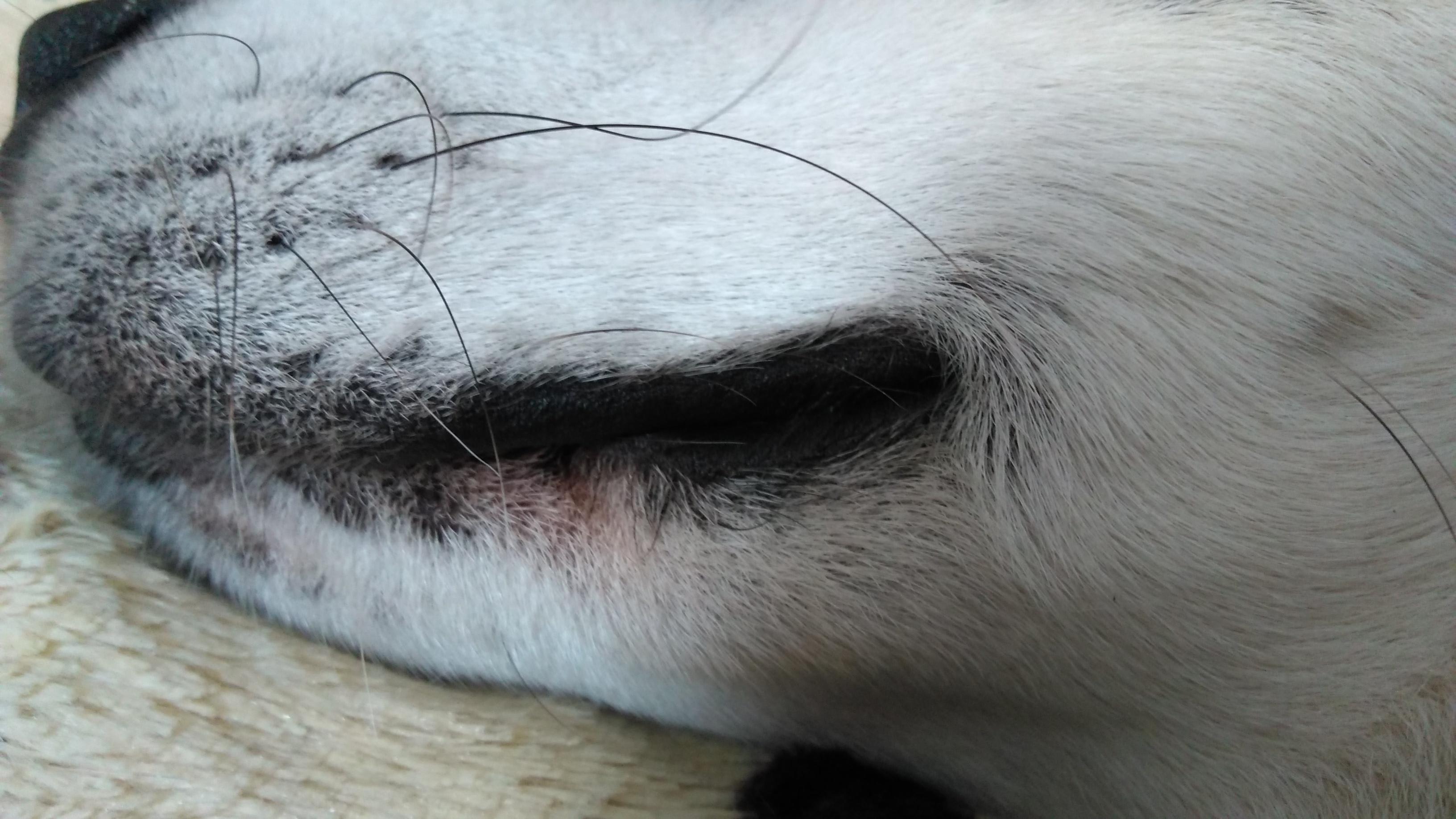 Why does my dog have pinkish-brown spots on his lips? | Petco