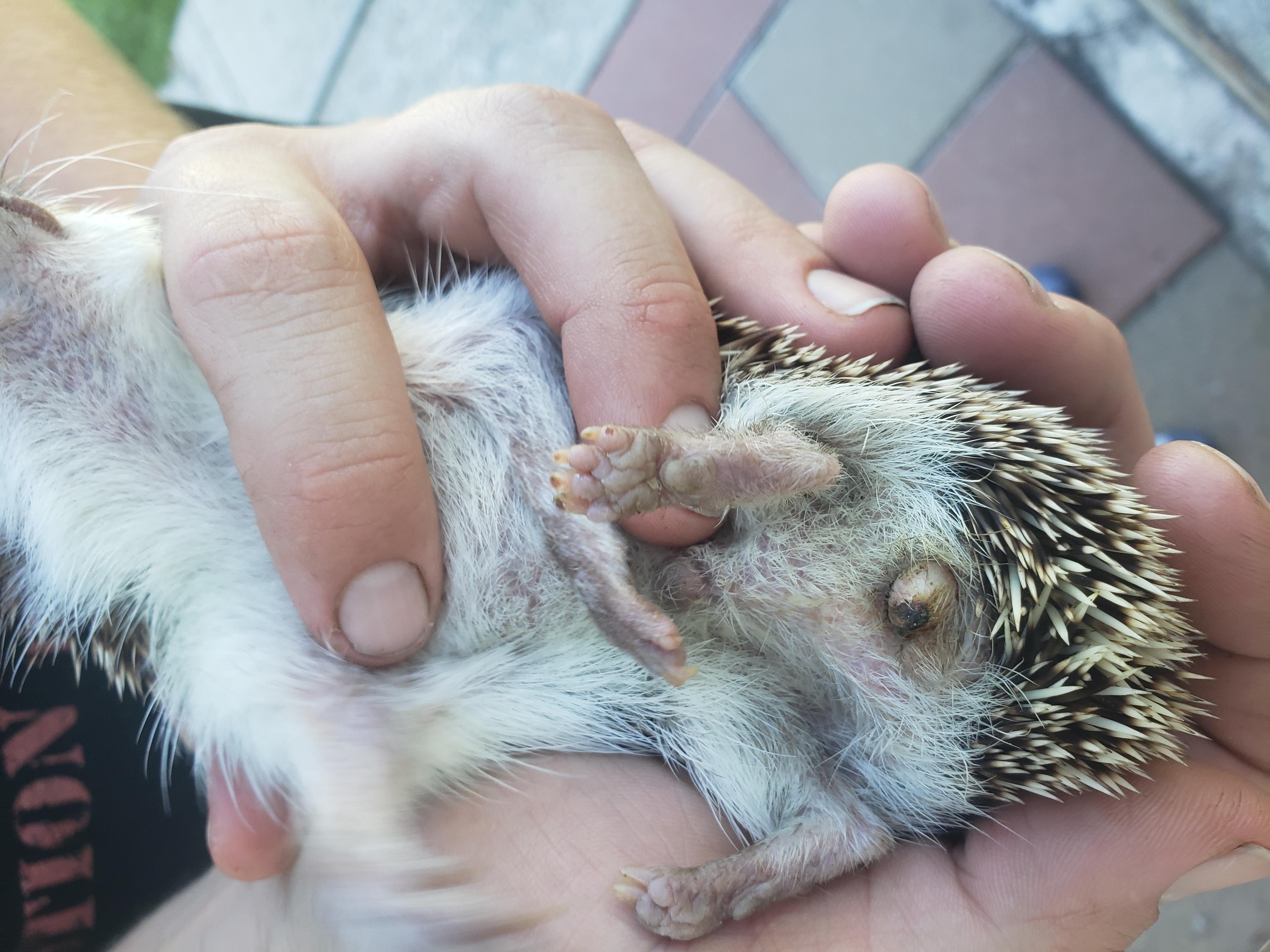 Why is my hedgehog not eating, pooping, and has a lump? | Petco