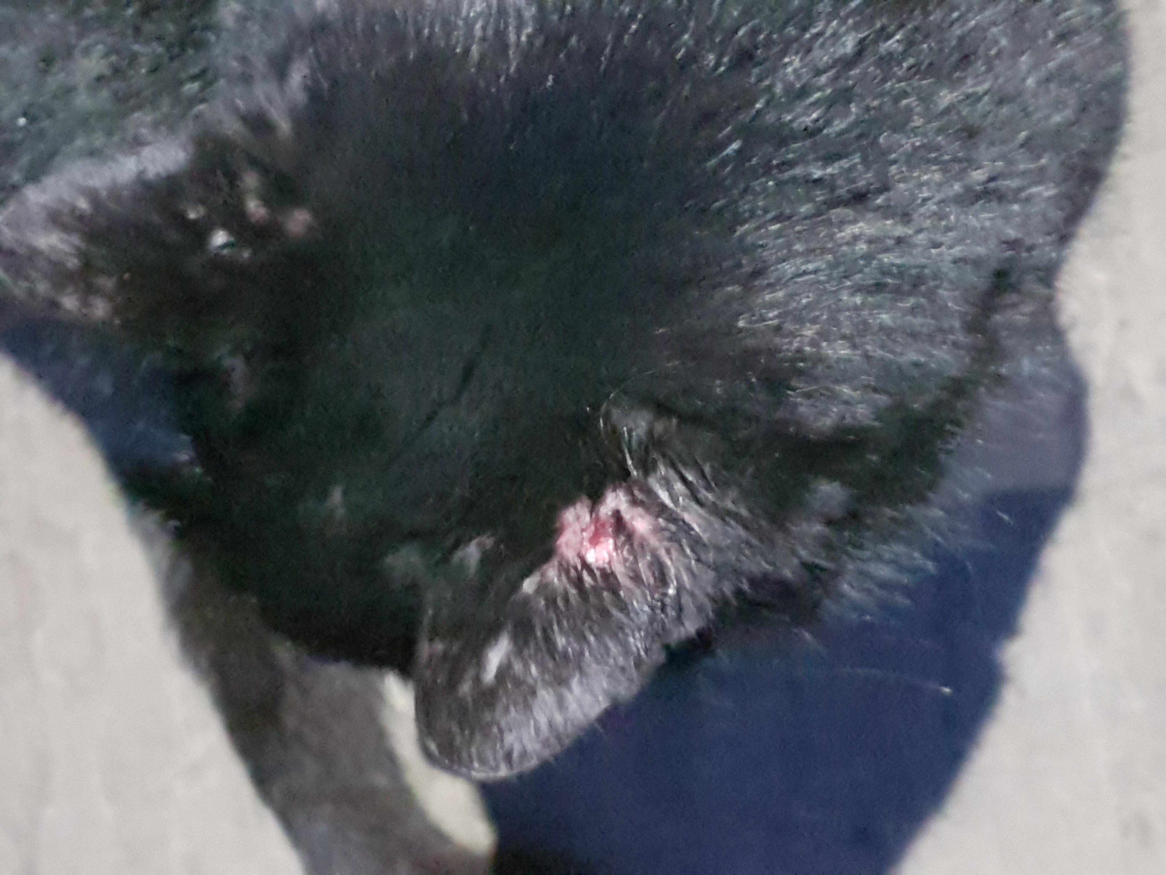 Why Is My Cat's Ear Bleeding & Scratching? Is It Infected? | Petco
