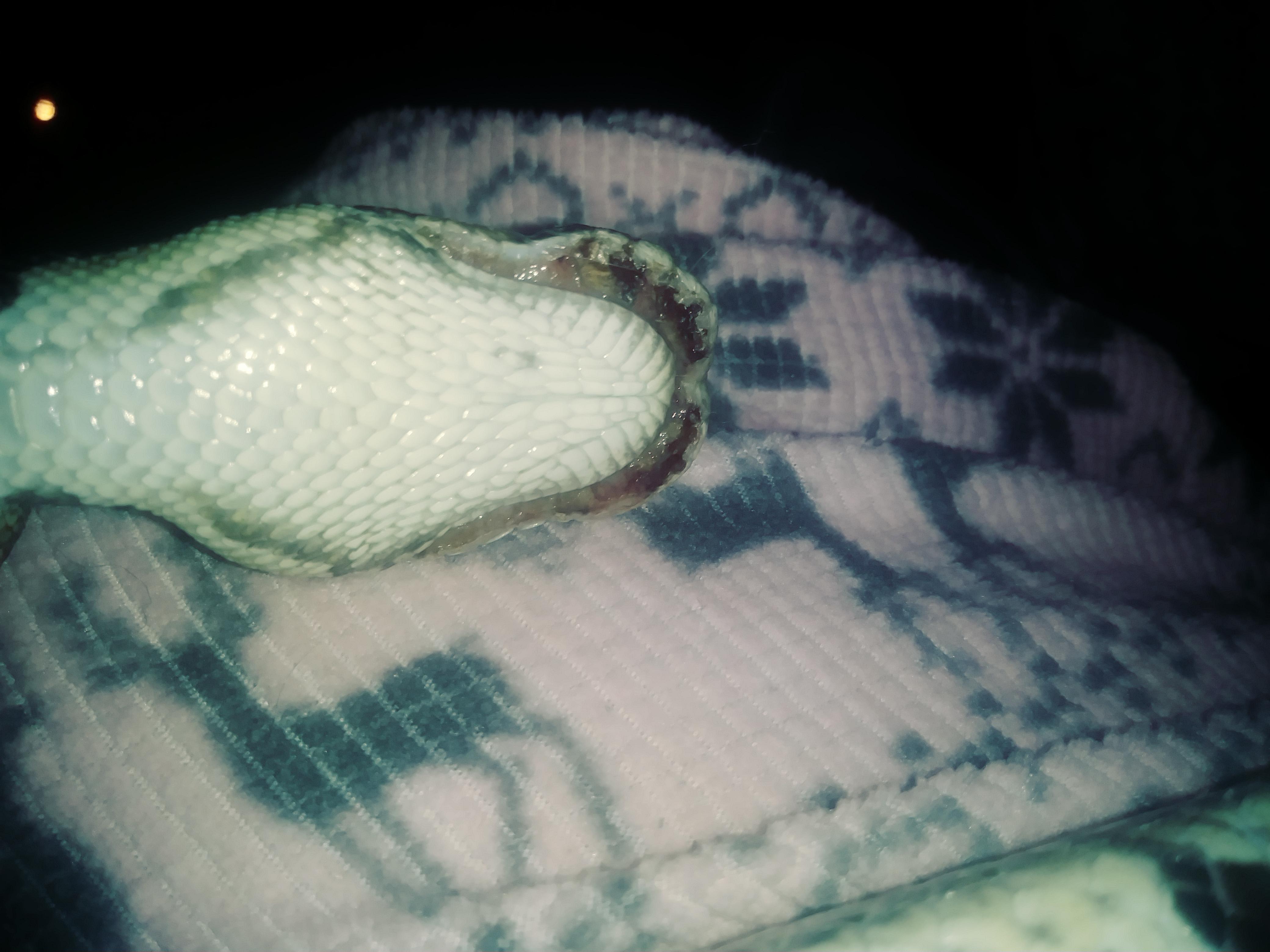 My Ball Python Has a Swollen Mouth. Is It Mouth Rot? | Petco