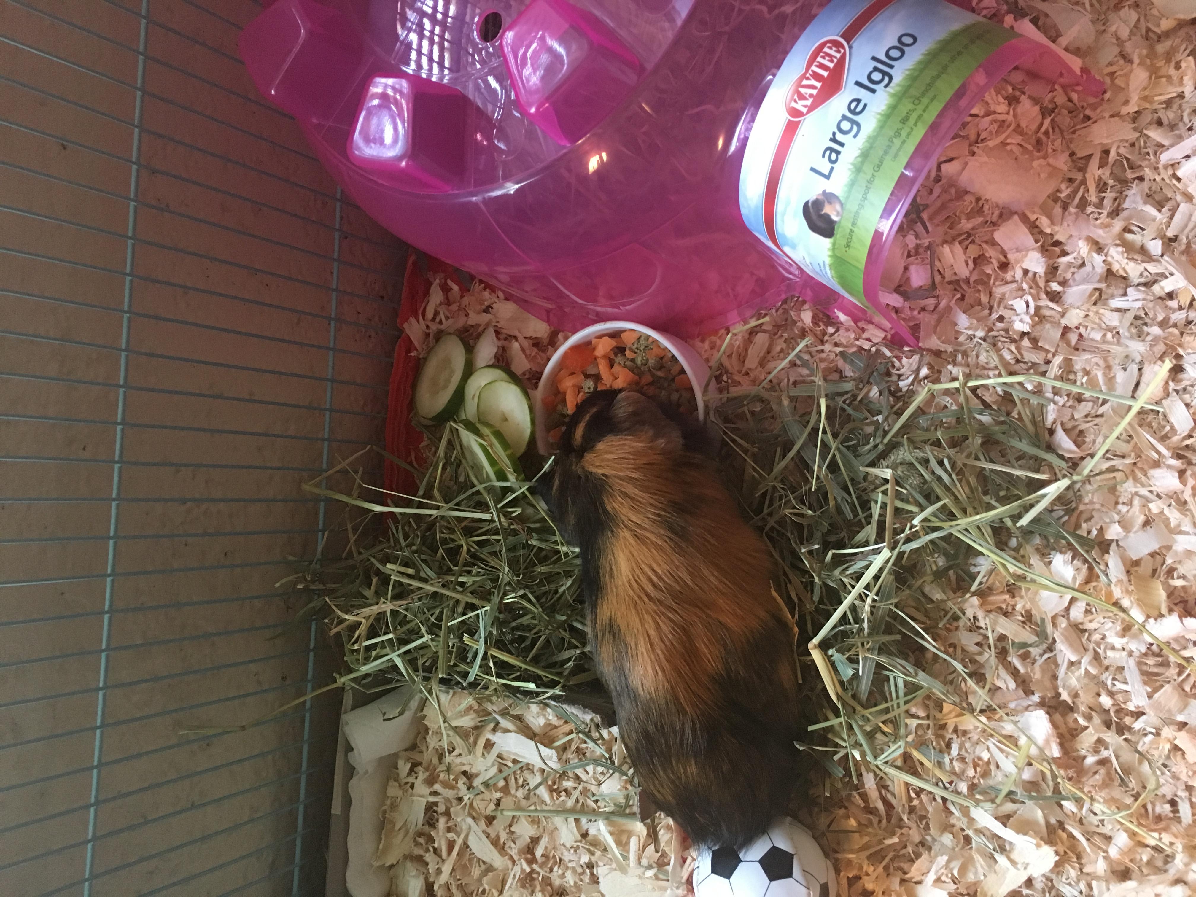 My guinea pig only eats pellets, ignoring hay. How do I fix this? | Petco