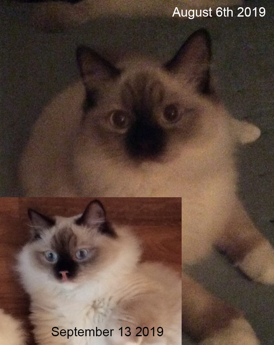 Ragdoll Cat Nose Turned Pink? Is This Color Change Normal? | Petco