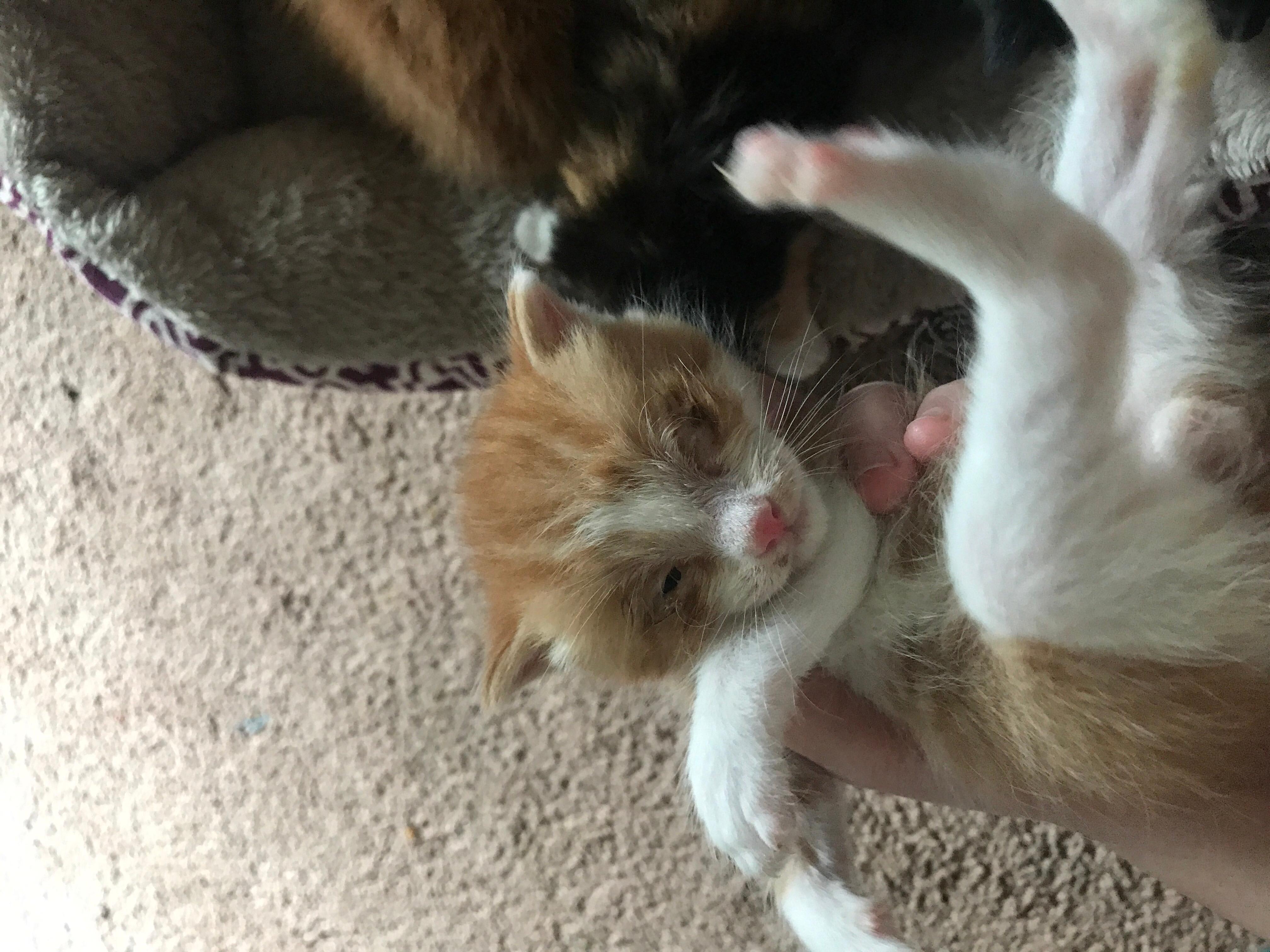 My 3-week-old kittens have diarrhea, vomit, goopy eyes. Help! | Petco
