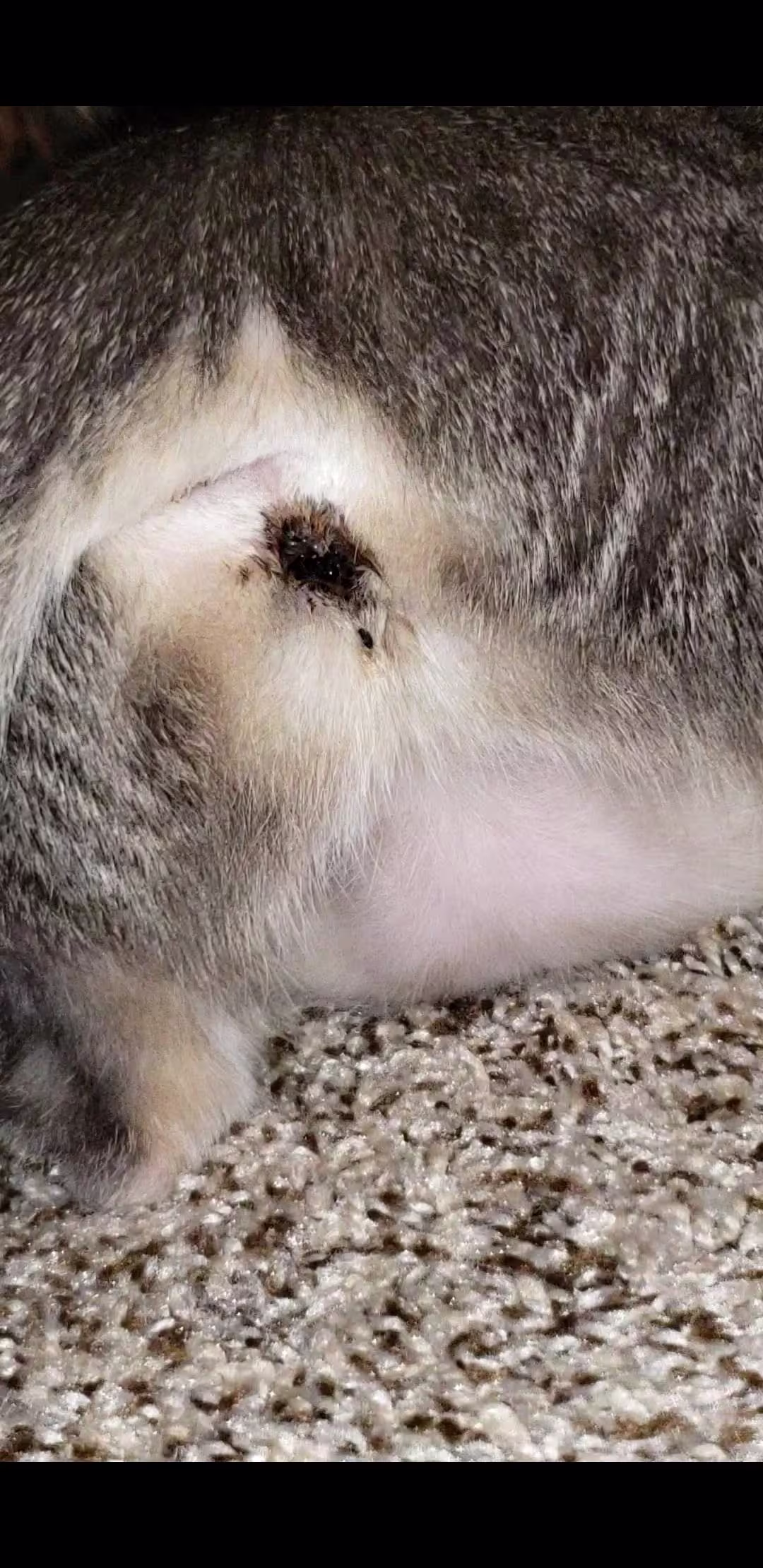 Why is my unspayed cat's vulva black with discharge & hiding? | Petco