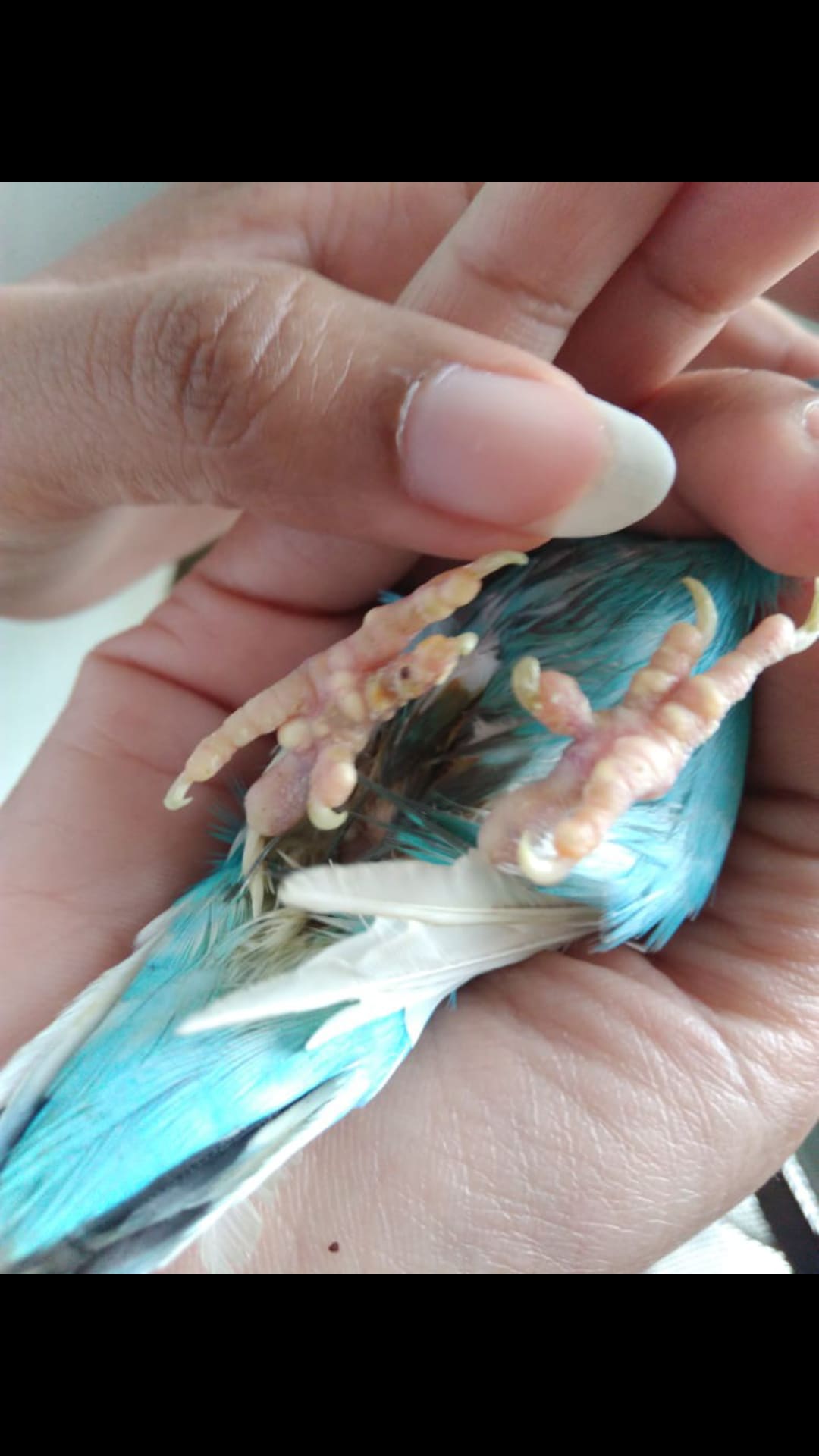 Why is my parakeet lethargic, can't walk, no foot grip? | Petco