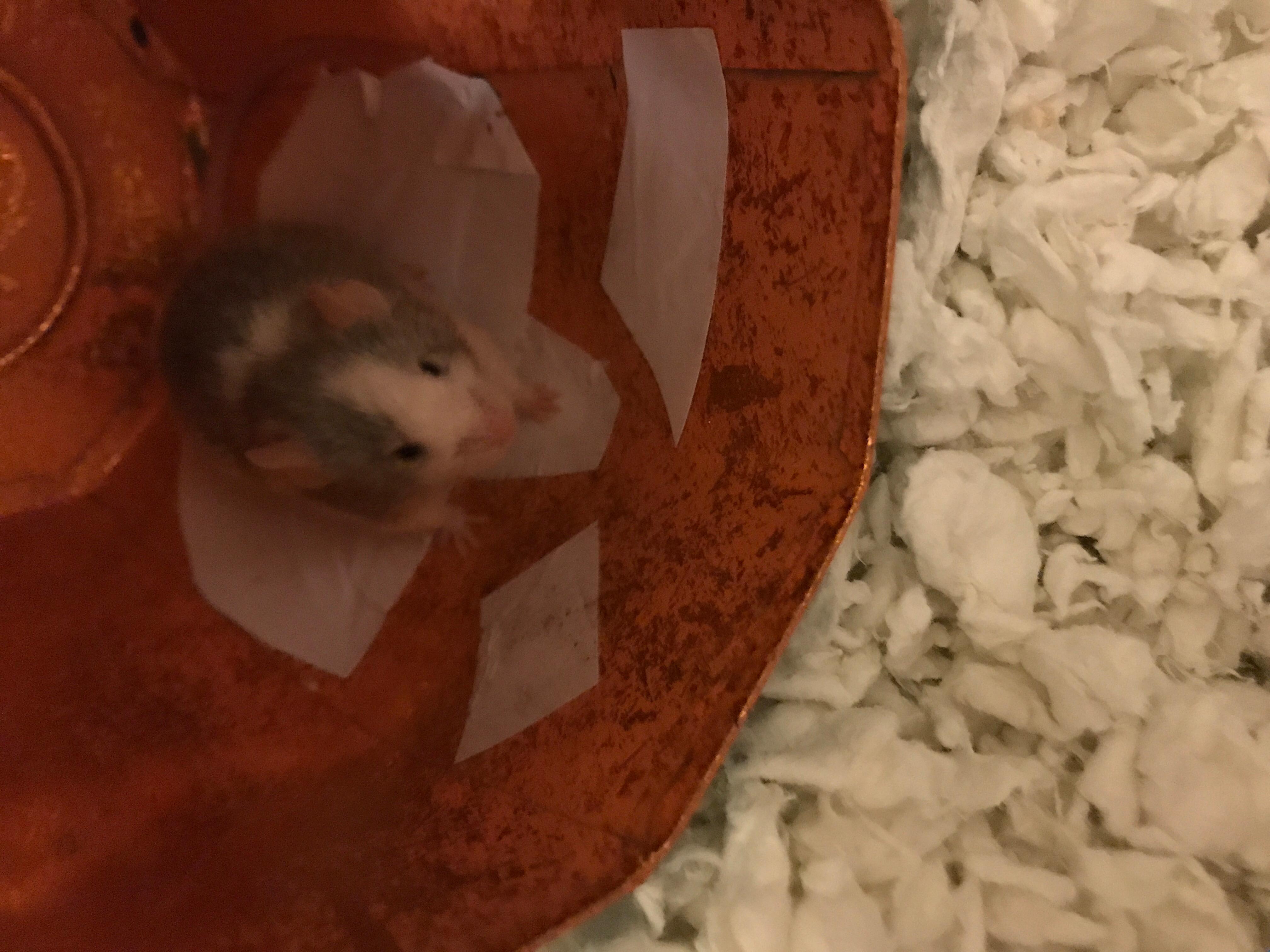 What to do if my mouse isn't eating, drinking, or acting herself? | Petco