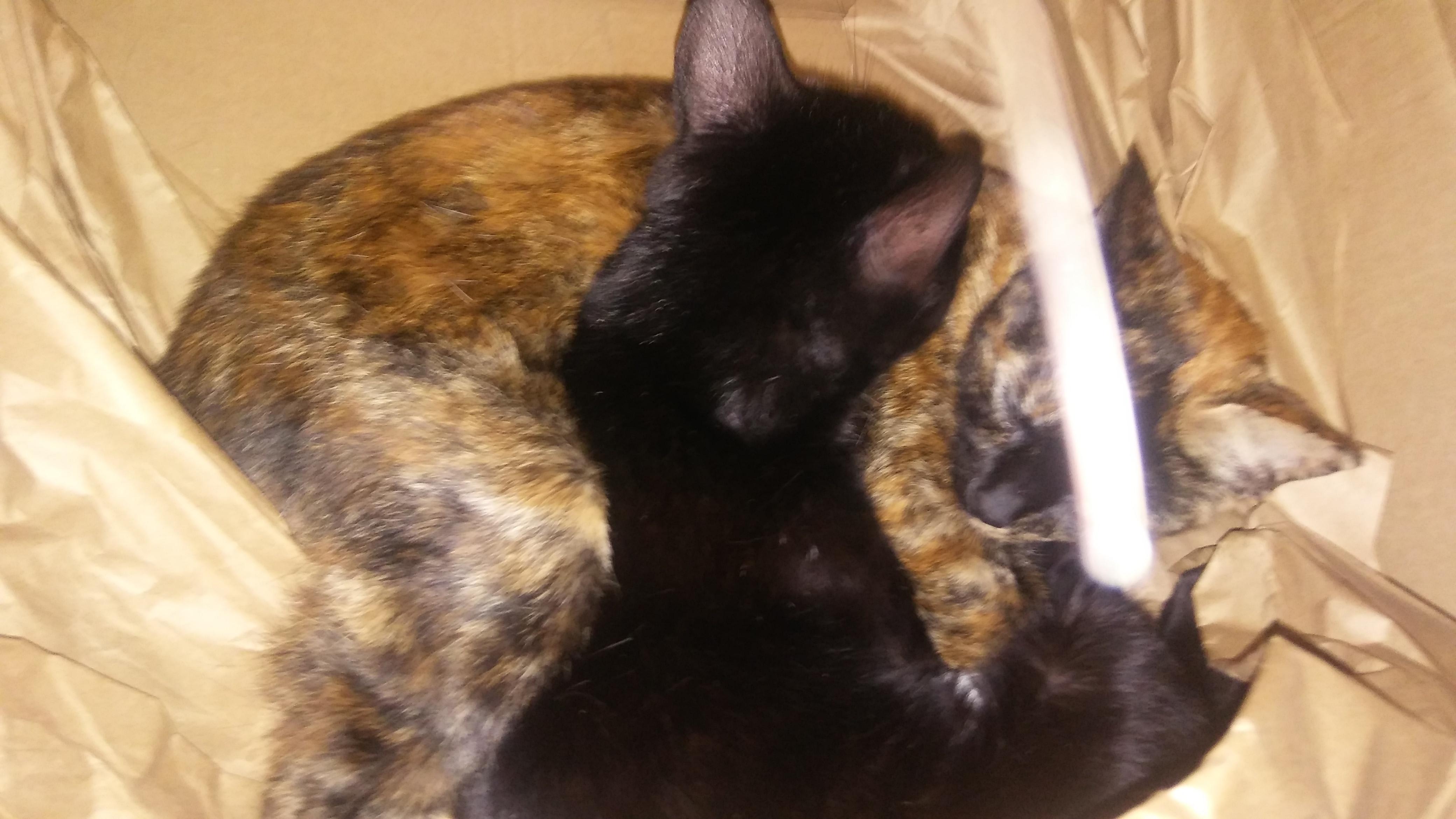 Why are my unspayed cats suddenly affectionate and meowing? | Petco