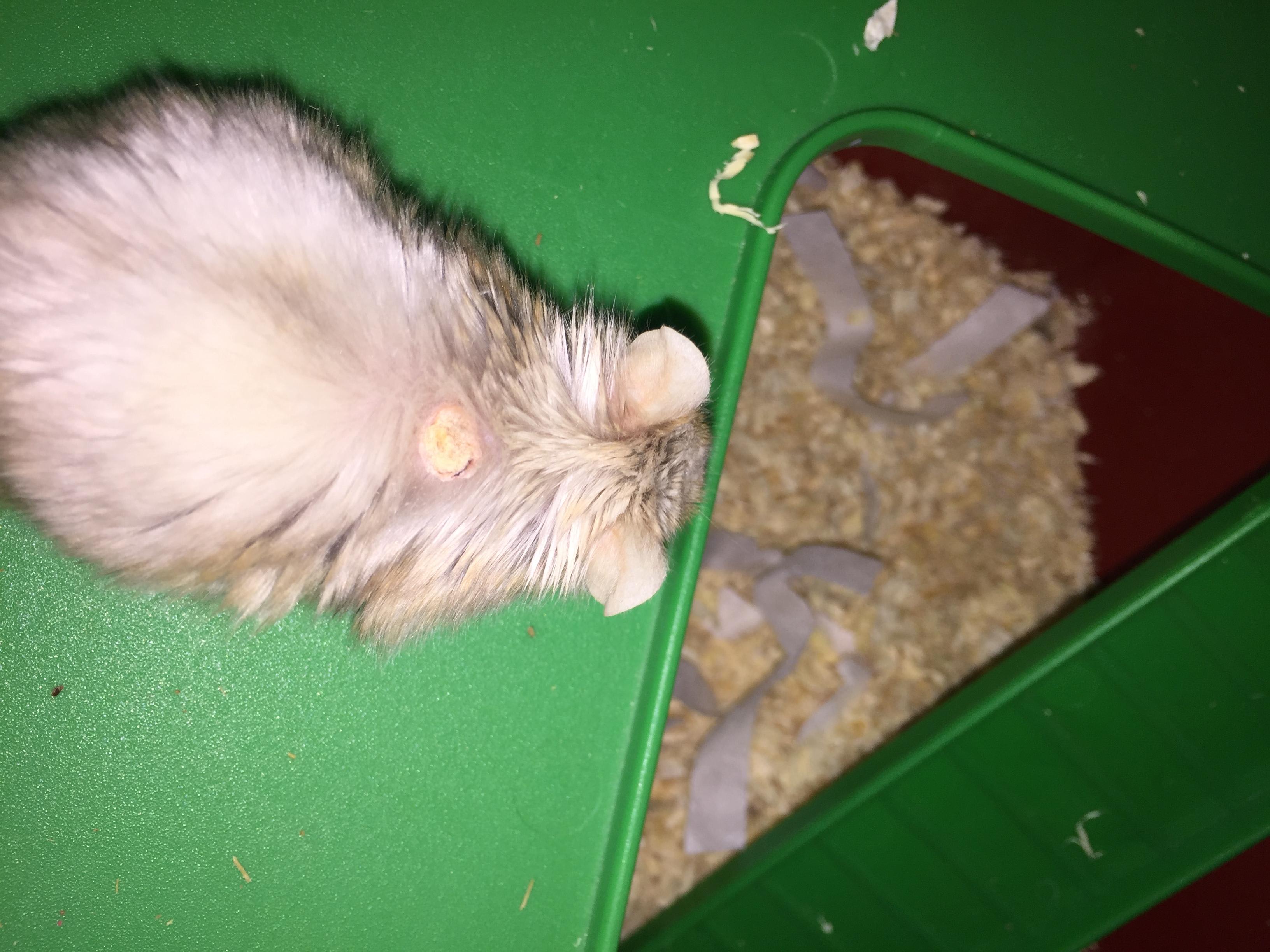My Hamster Has a Lump on Its Back: Causes & What to Do | Petco