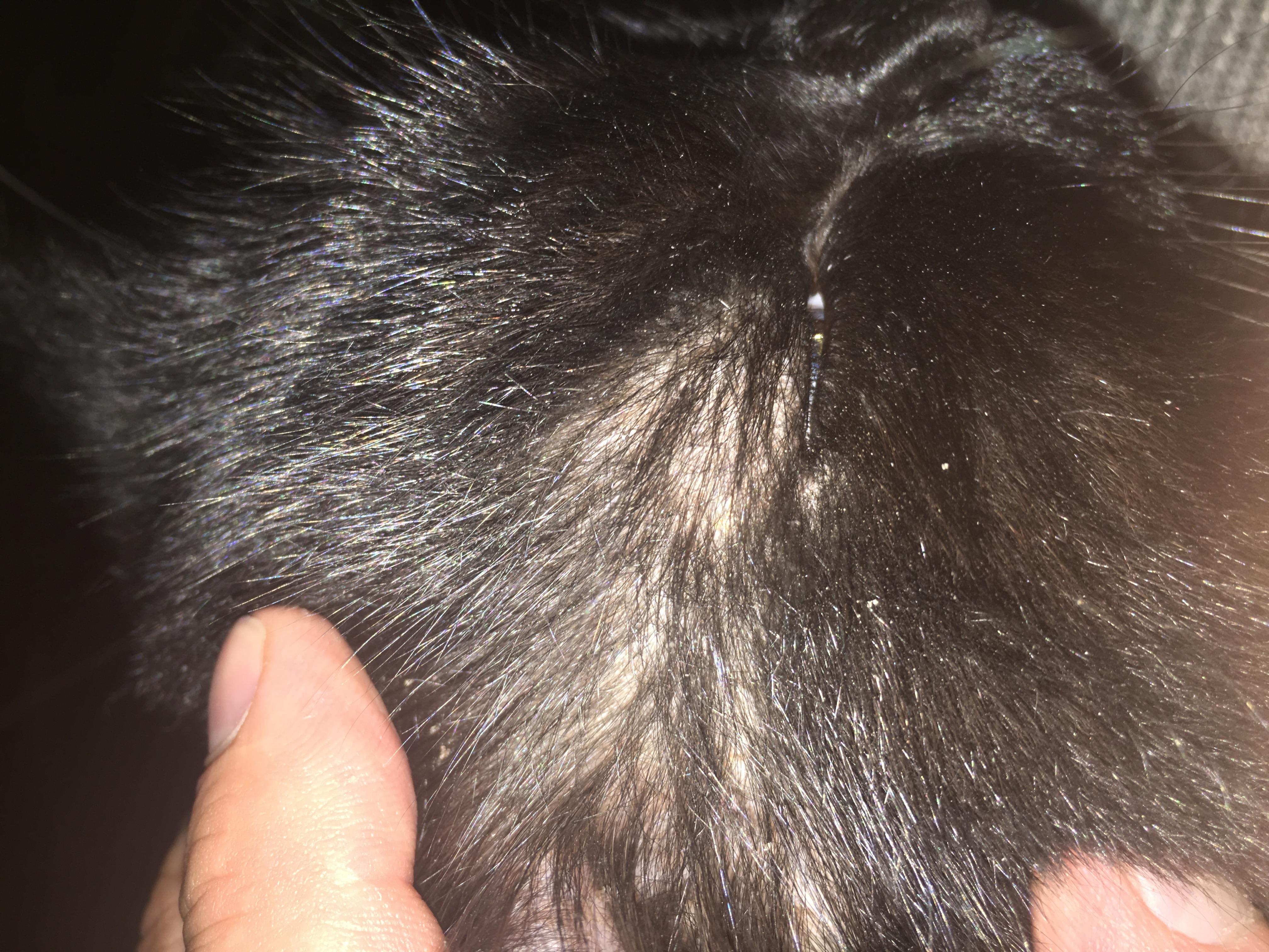 Why is my cat's skin suddenly flaky, even with a flea allergy? | Petco