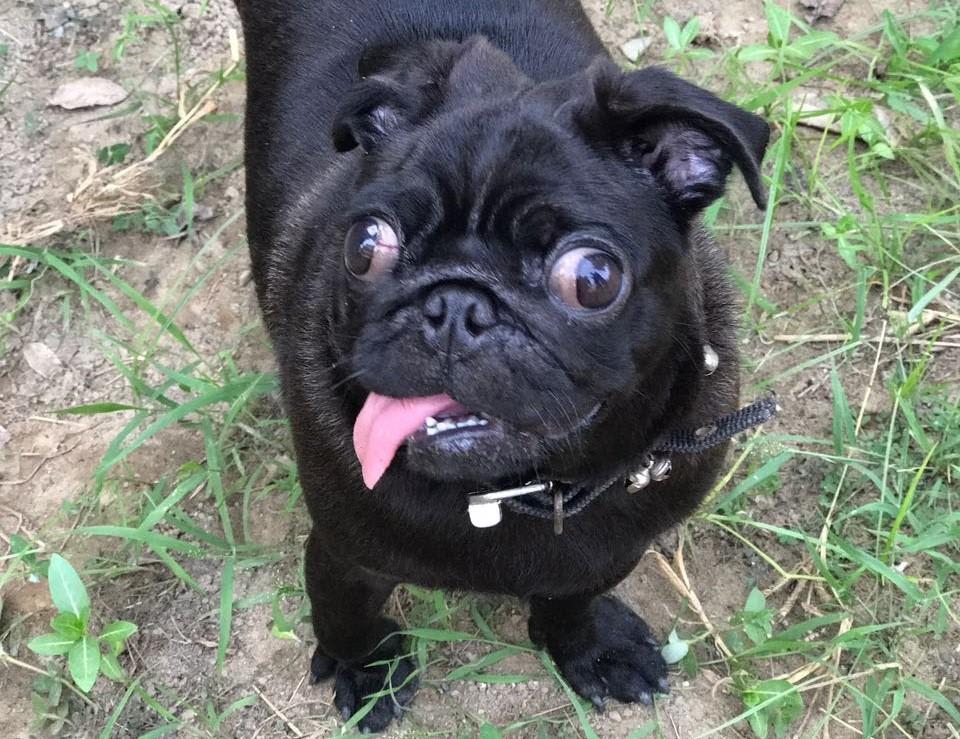 Why is my Pug's tongue hanging out, making chewing hard? | Petco