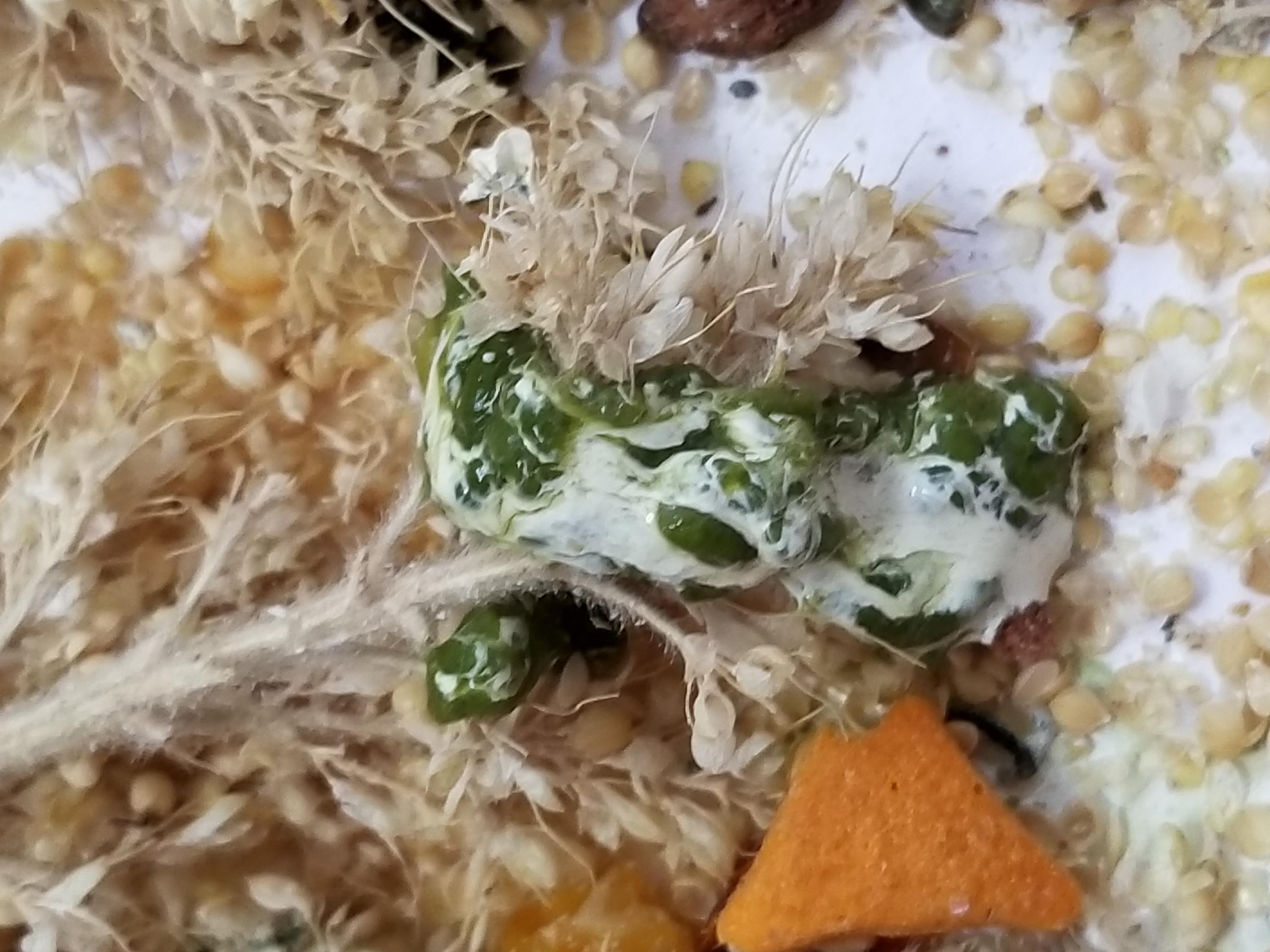 What's healthy green cheek conure poop and what should I do? | Petco