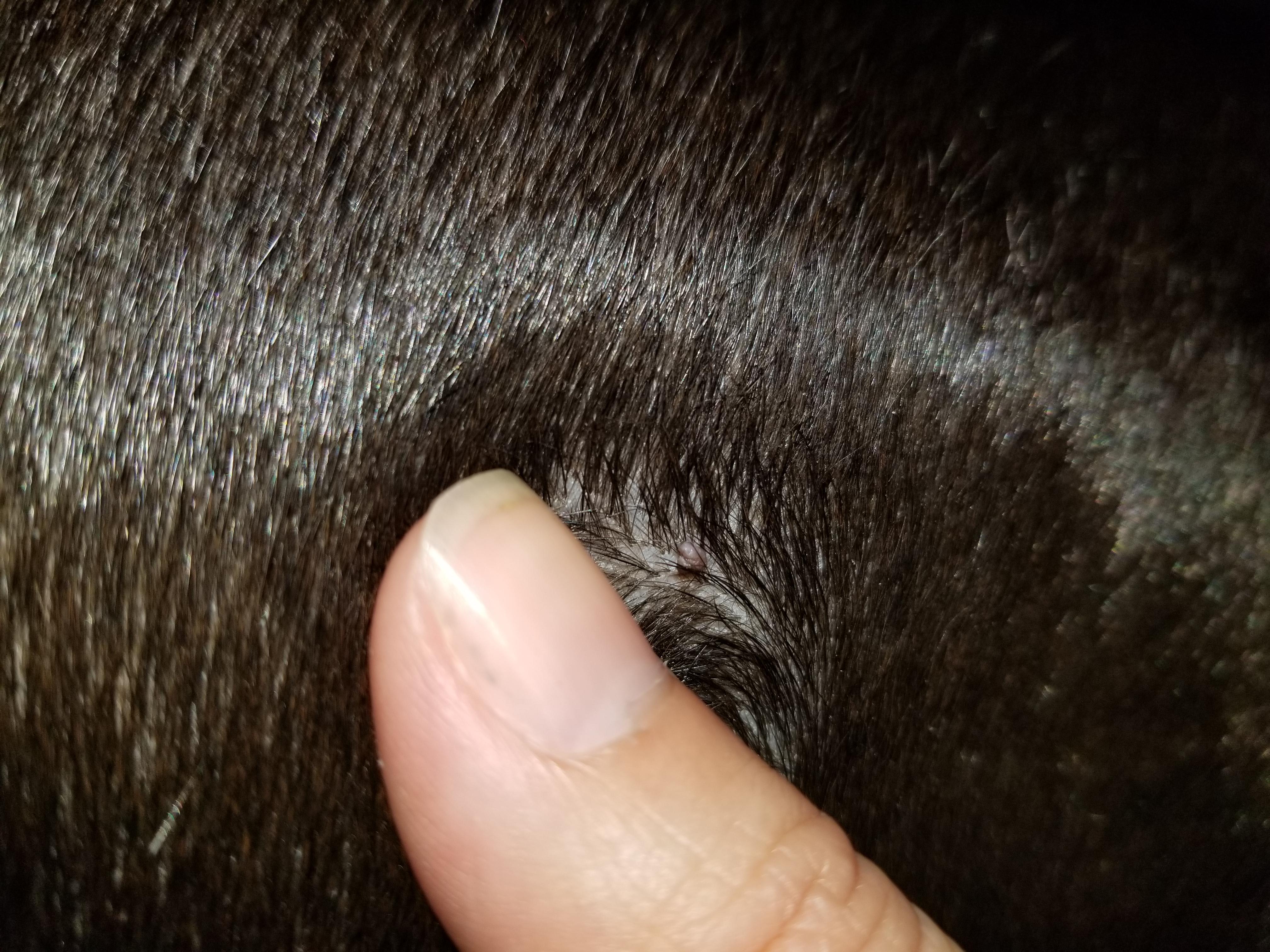 My dog has a red lump on his leg. What is it? Will it spread? | Petco