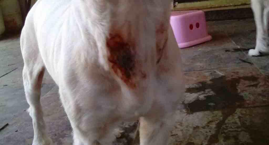 My Dog Scratches Bleeding Neck Scab: What to Do & How to Help | Petco