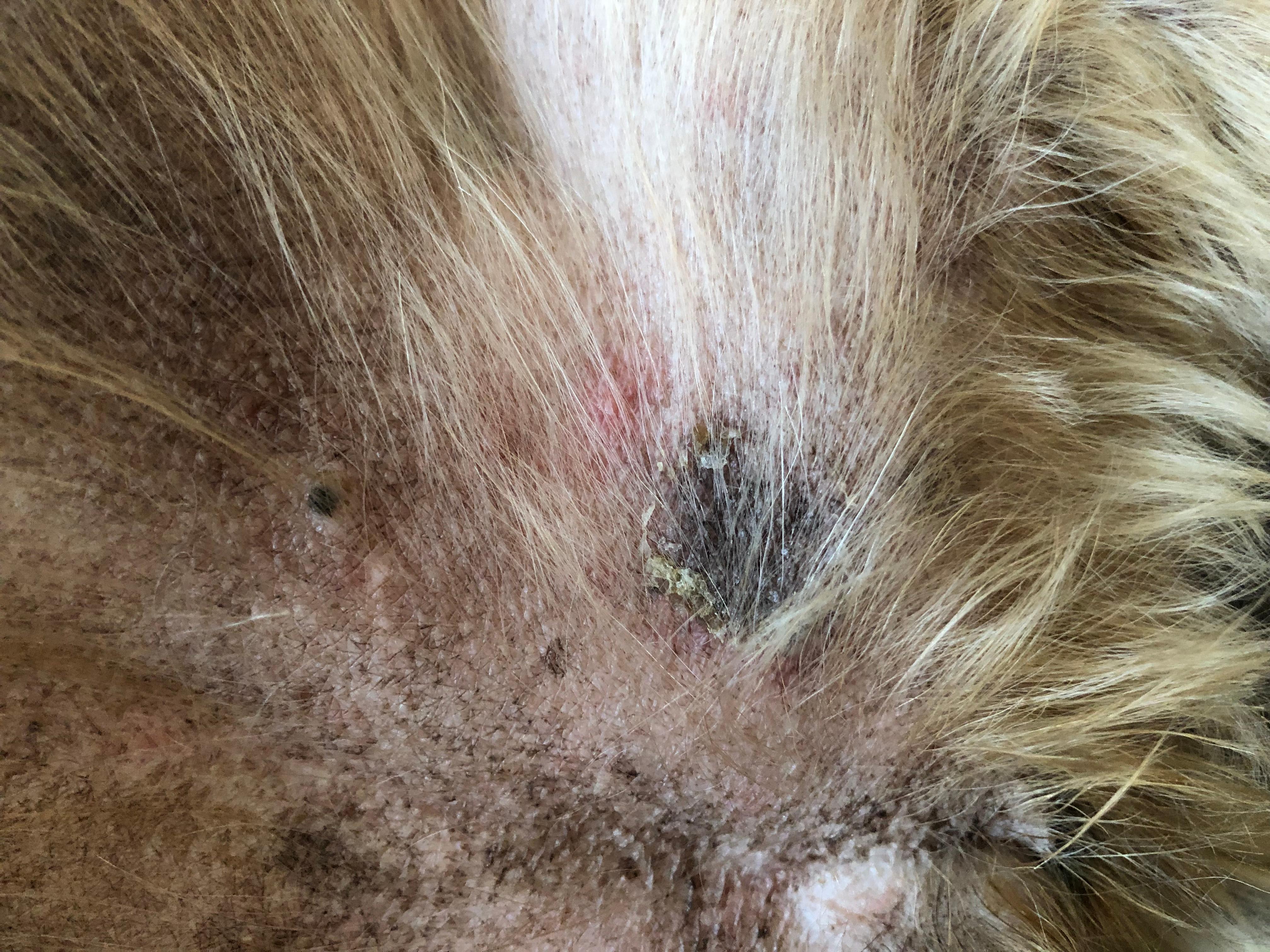 Yorkie's Scaly Black Spot & Pink Pimple: Should You Worry? | Petco