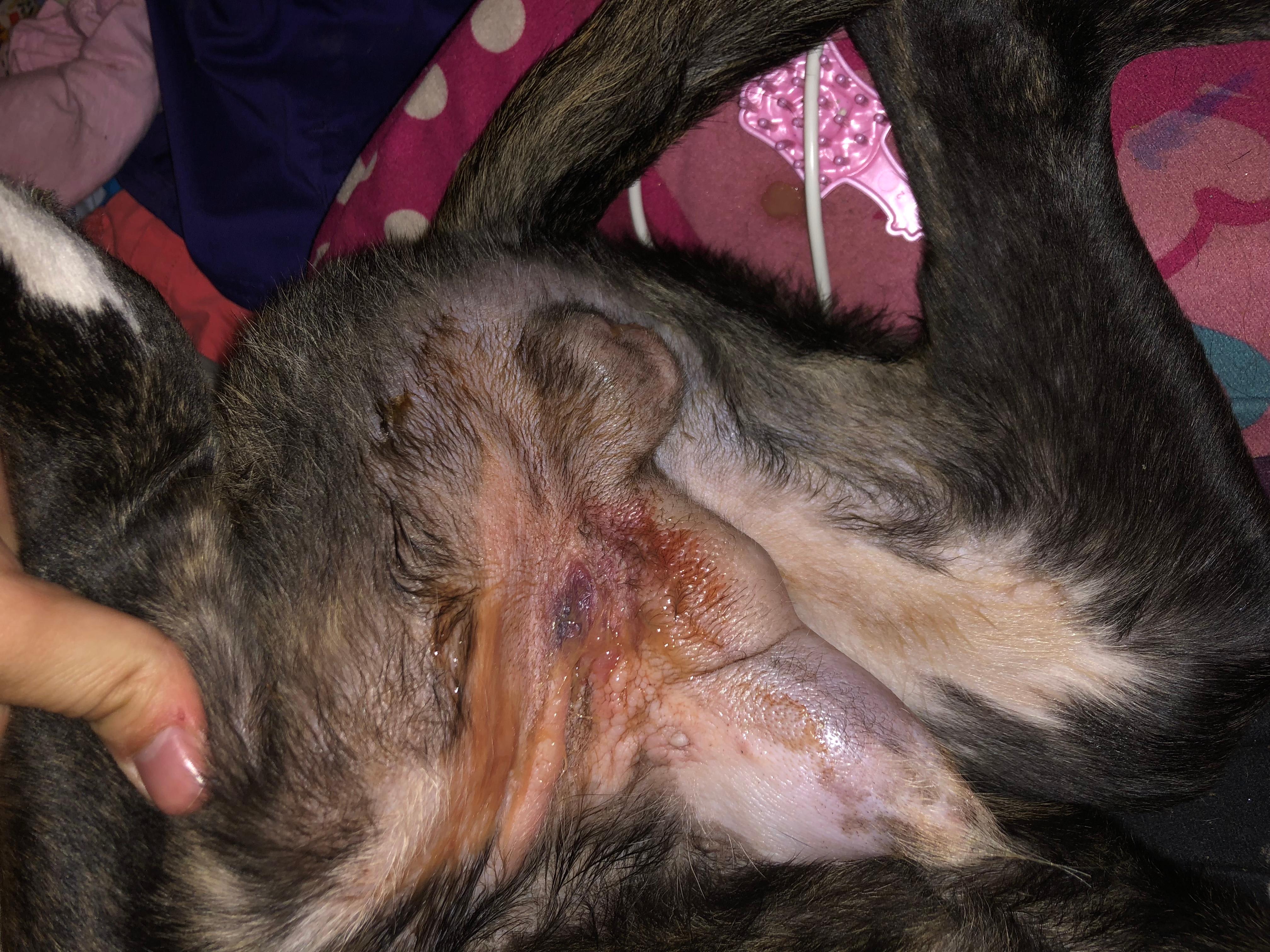 Dog Neuter Incision Open & Infected? What to Do Next | Petco