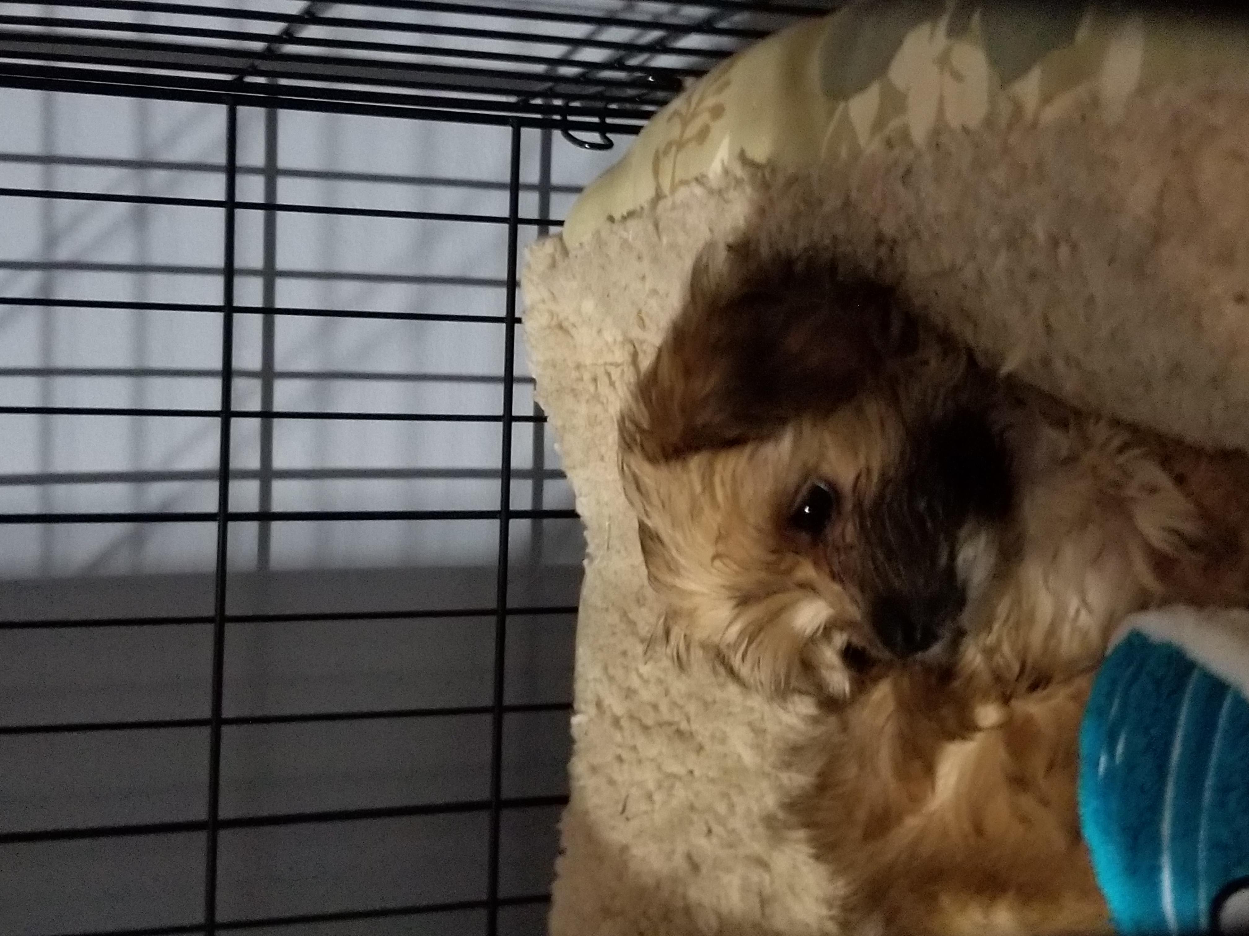 Is it safe to take a puppy outside in a carrier before all shots? | Petco
