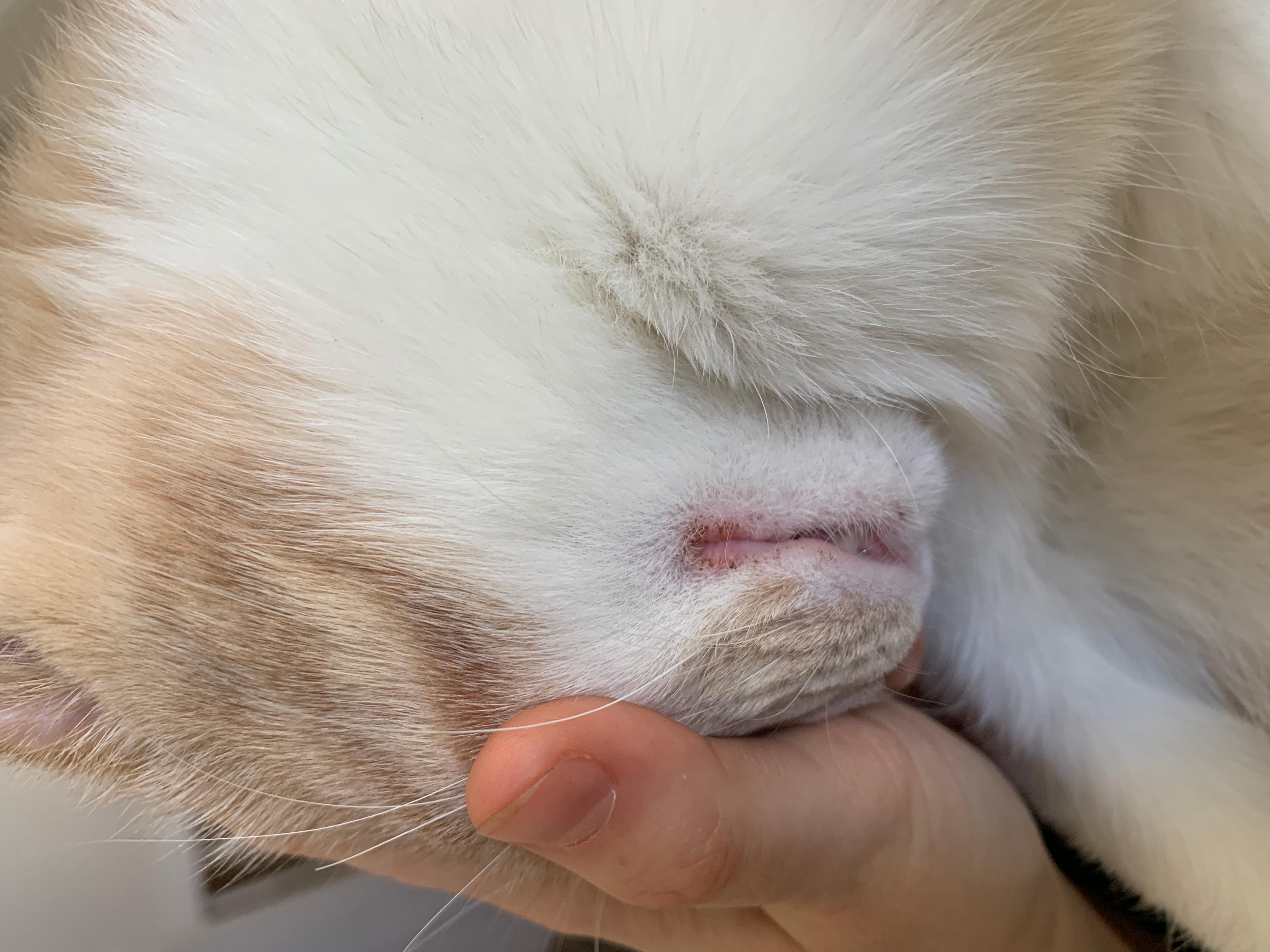 What causes black crusty stuff around your cat's mouth and lips? | Petco