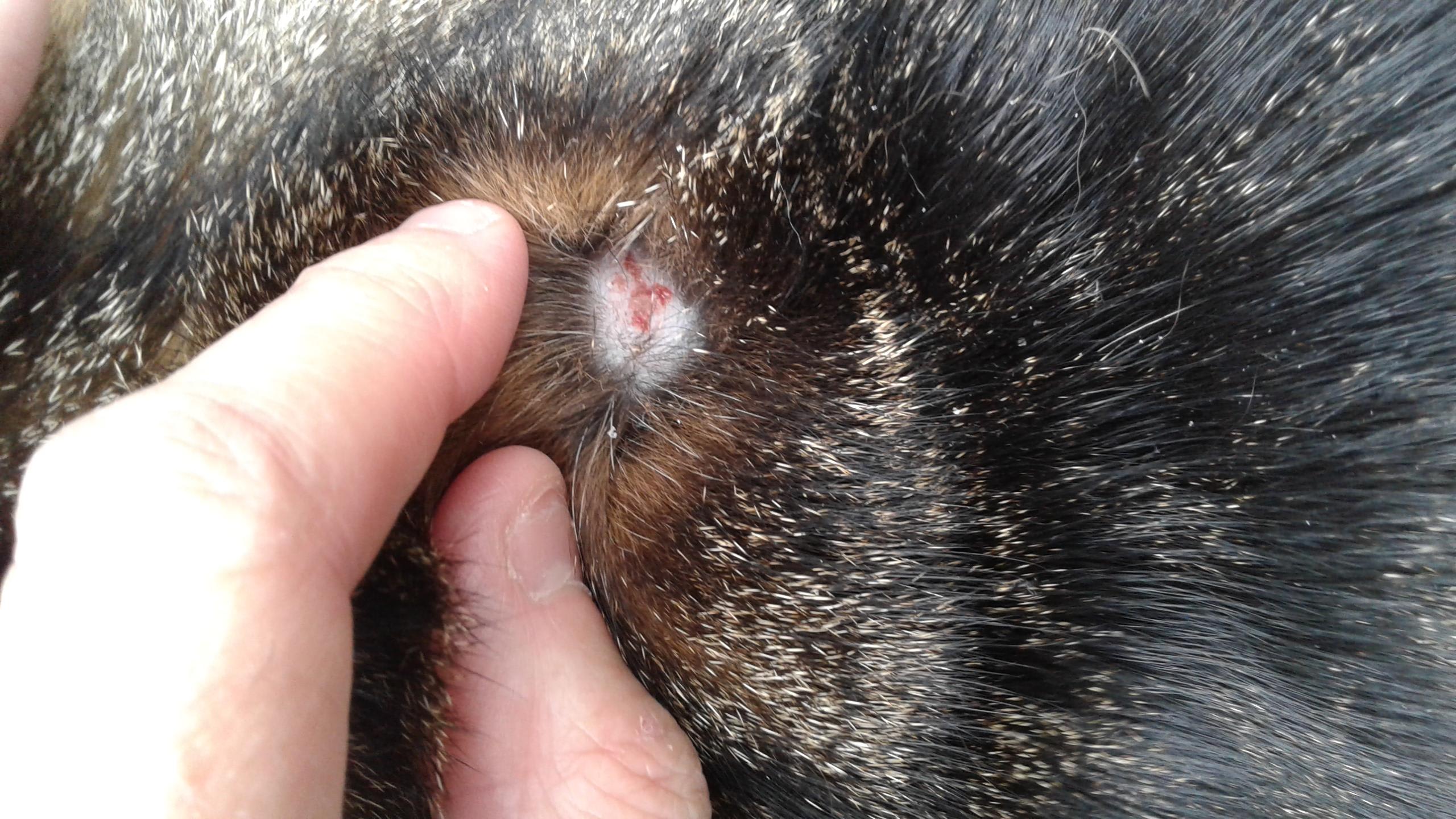 My Cat Scraped Neck & Lost Fur: How to Treat the Wound | Petco