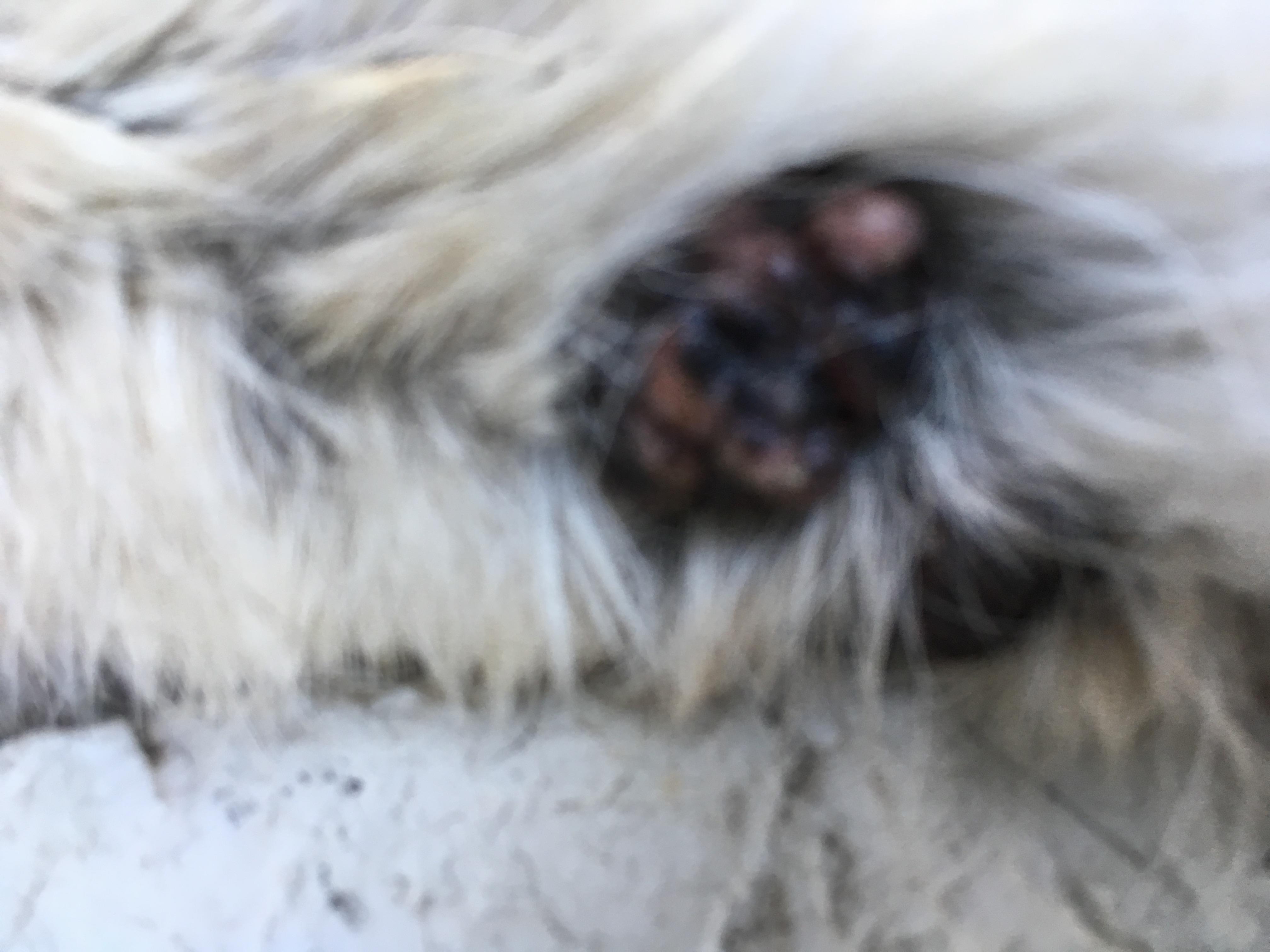 My dog has dark, grape lumps on his feet. Could it be cancer? | Petco
