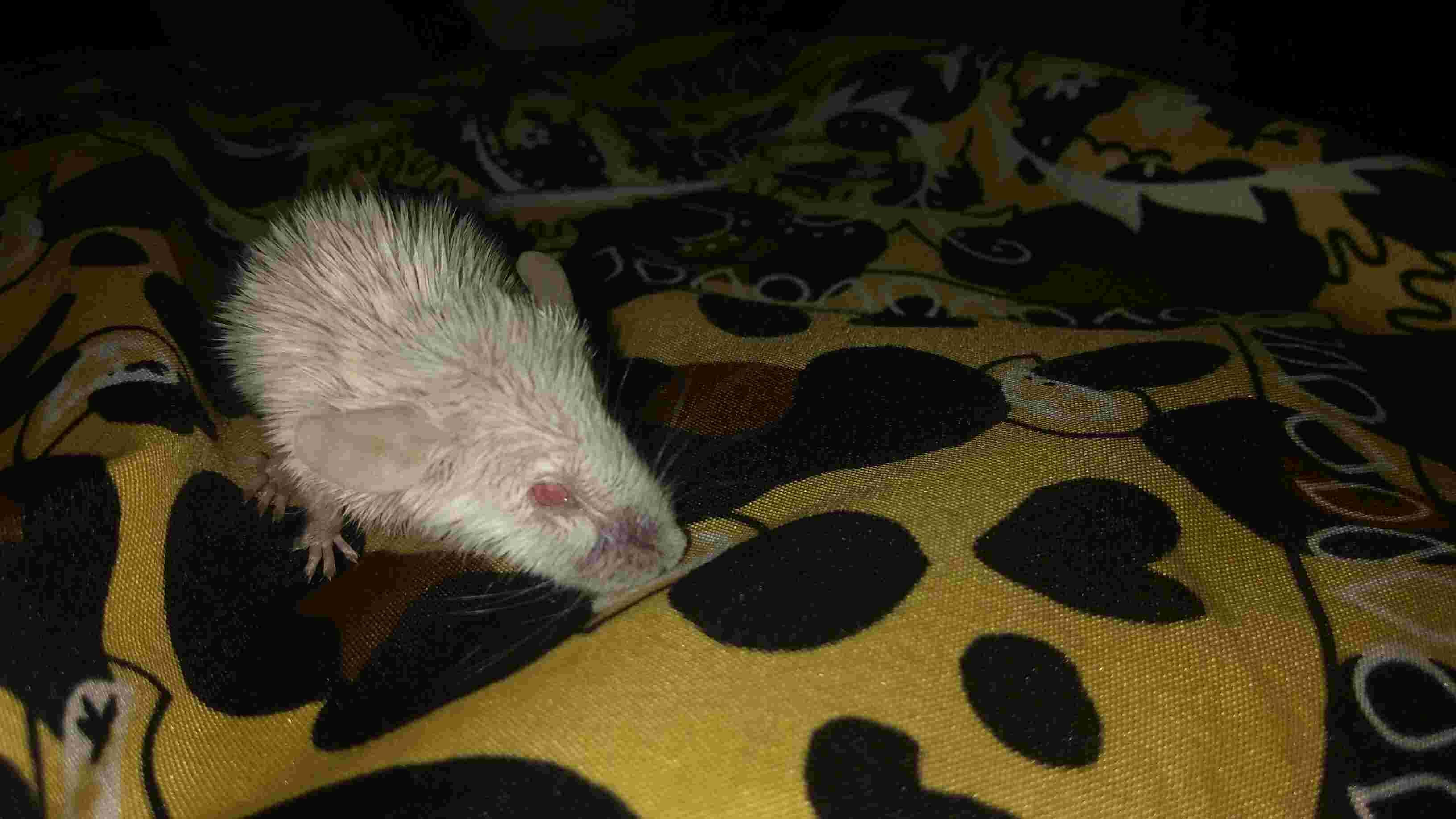 Why is my mouse's eye swollen, crusty, and fur greasy? | Petco