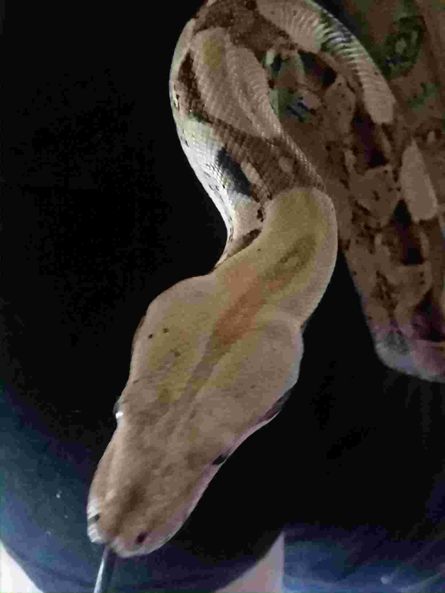 Snake demonstrating signs of Inclusion Body Disease | Boop by Petco