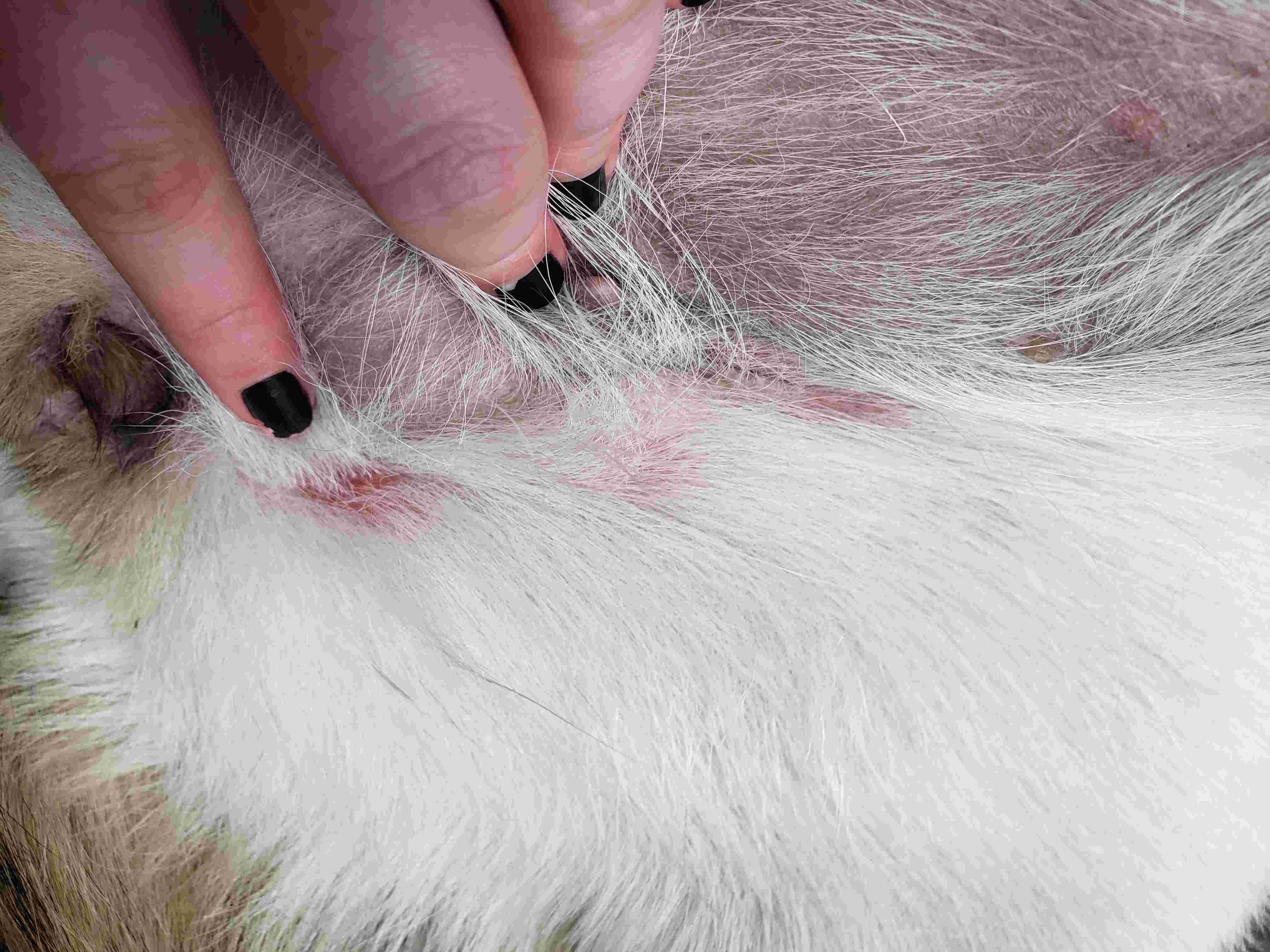 My dog has red marks & scratching: Bug bites or serious issue? | Petco