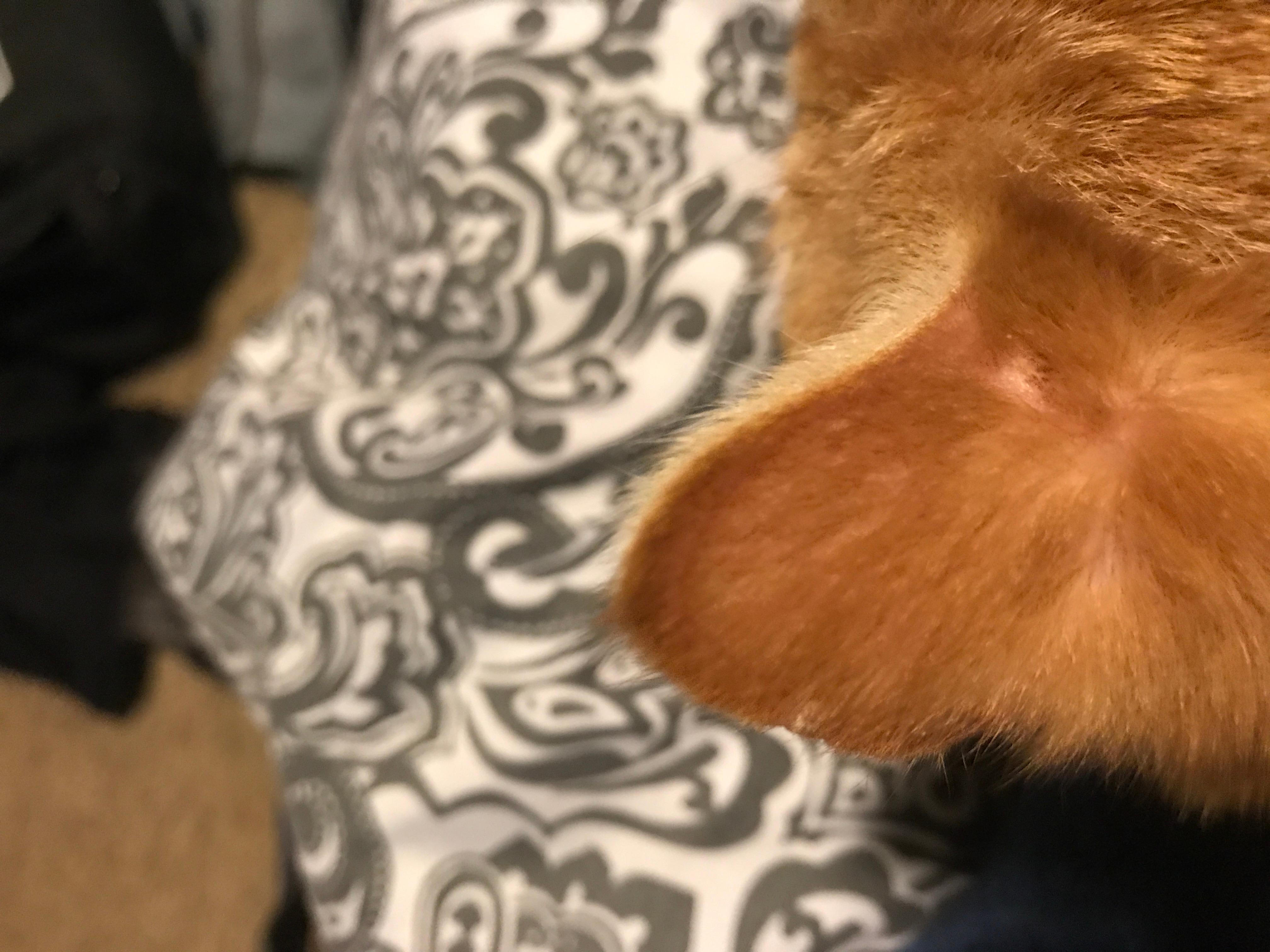 Why are my cat's ears scaly? Find the cause of this skin issue | Petco
