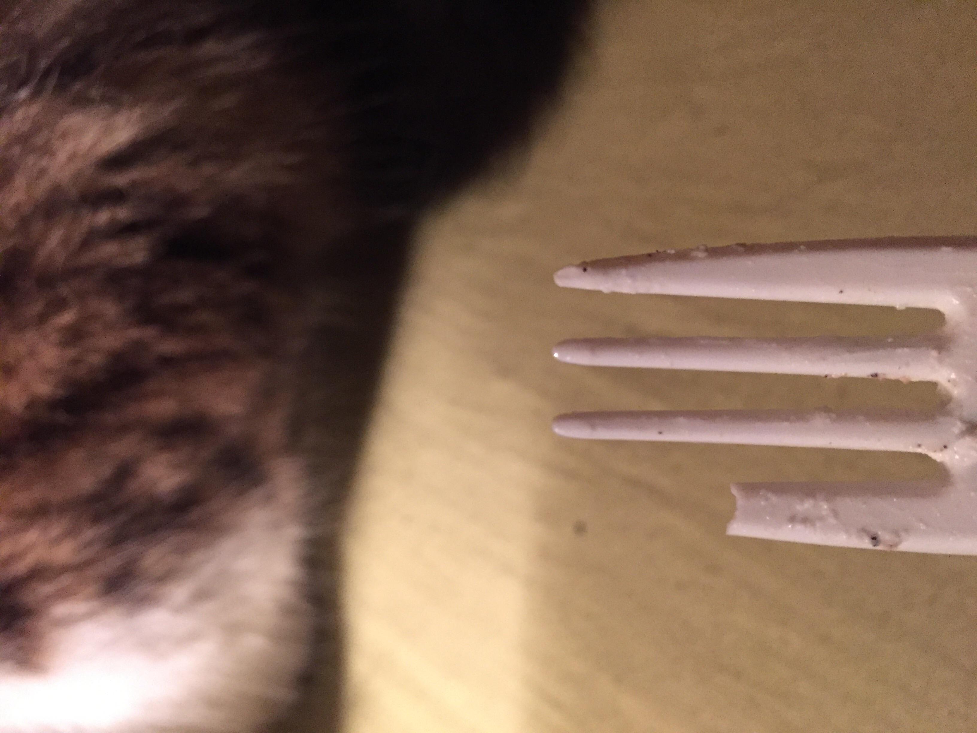 My cat ate a small piece of plastic fork. Should I worry? | Petco