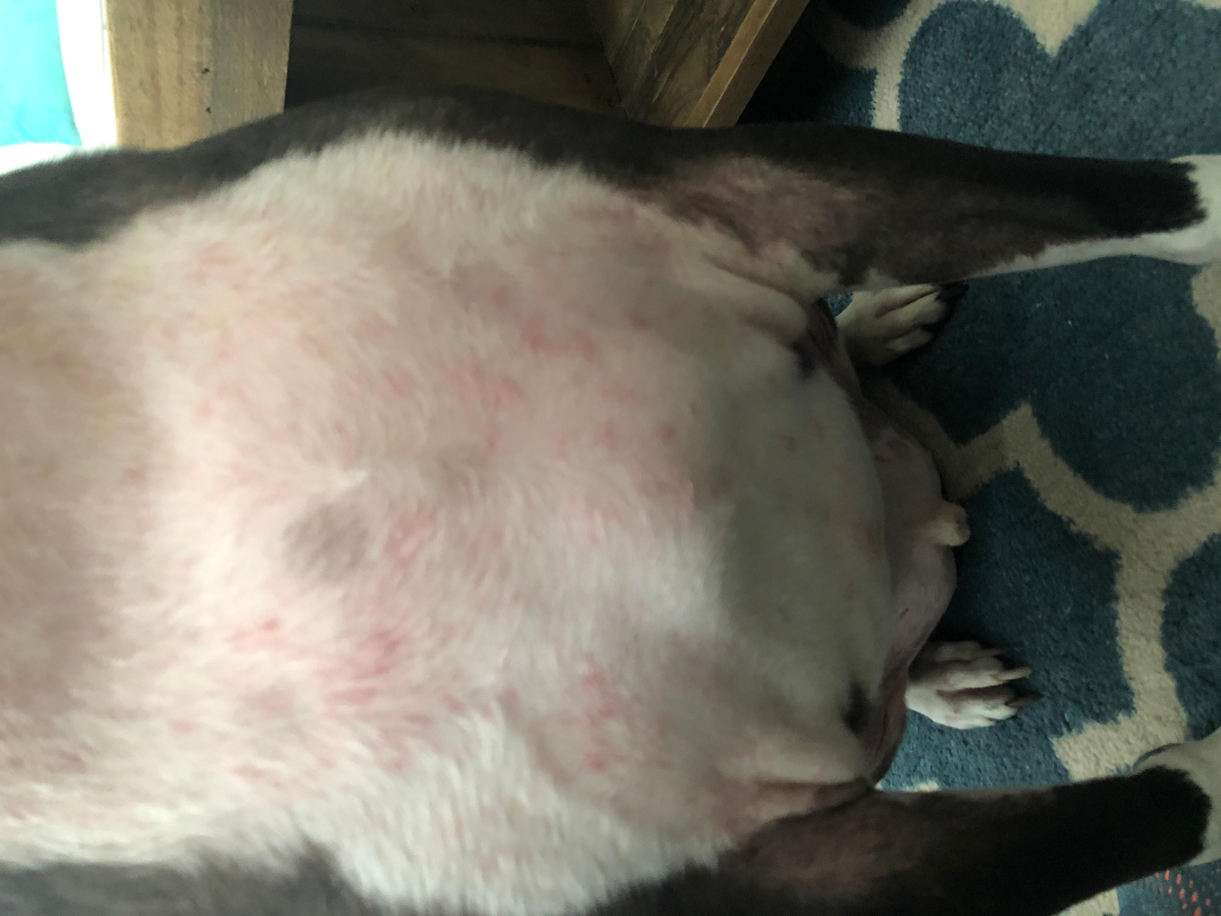 How to Stop Your Dog's Recurring Chicken Pox-Like Skin Rashes | Petco