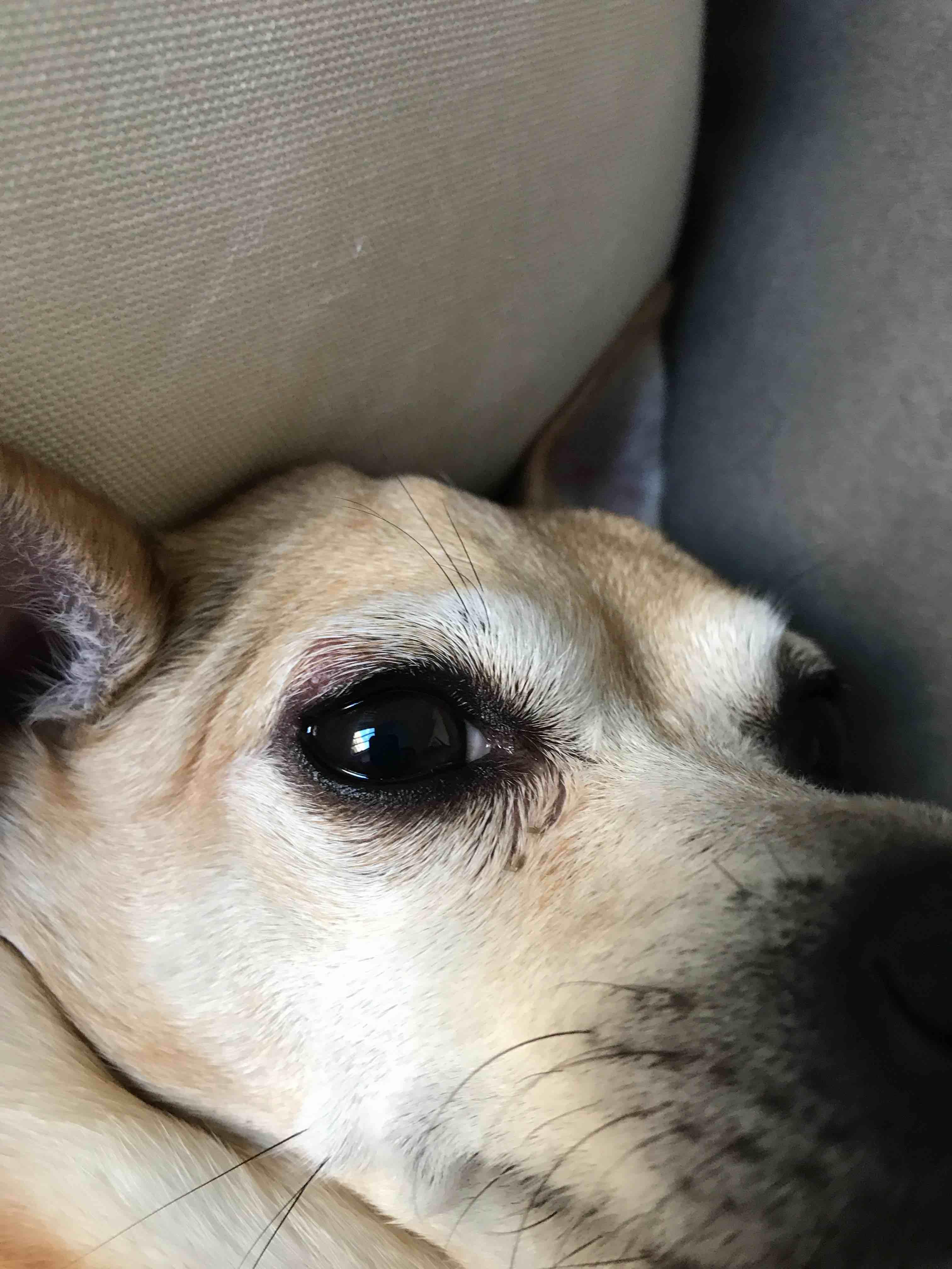 Dog Eyelid Bump: Is It a Stye? What You Can Do at Home | Petco