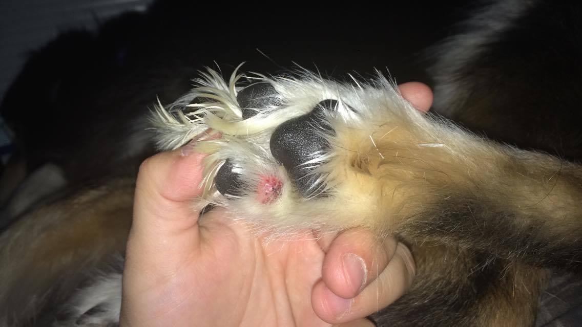 My Dog's Foot Pad Has a Red, Swollen, Painful Bubble. Is It Urgent? | Petco