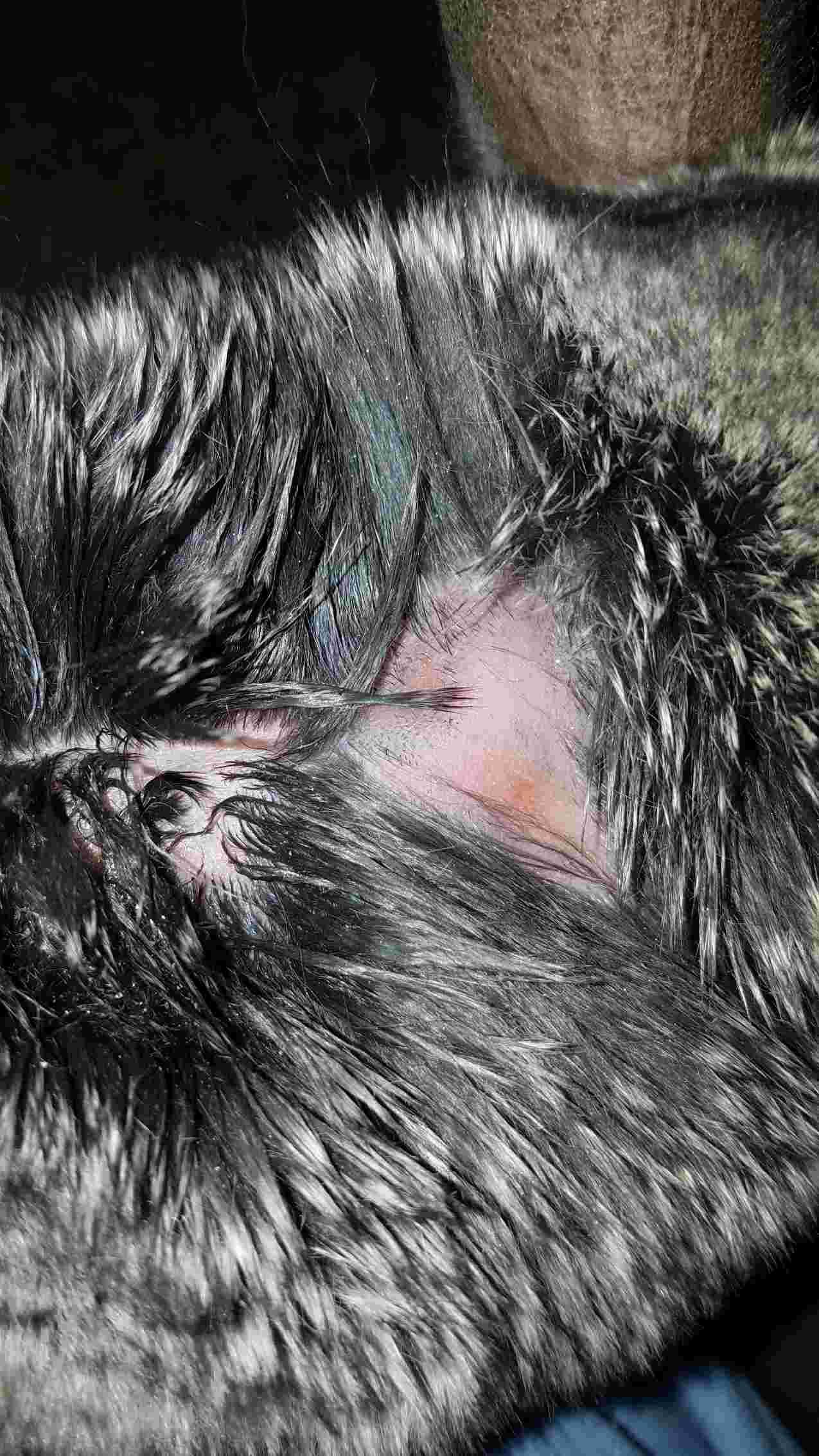 My chinchilla has hair loss near a dog bite. Is it ringworm? | Petco