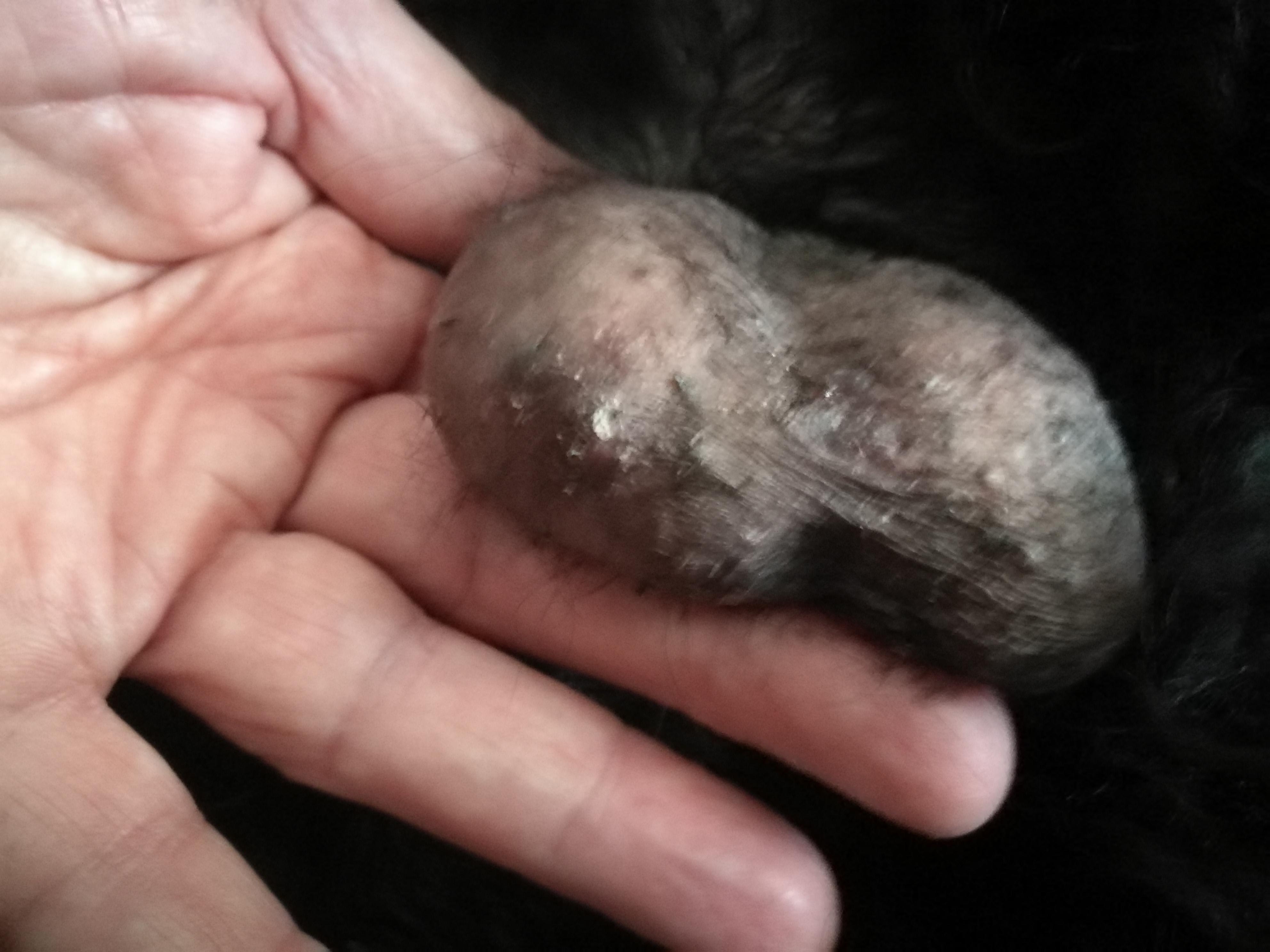 Why does my male dog have bleeding spots on his testicles? | Petco