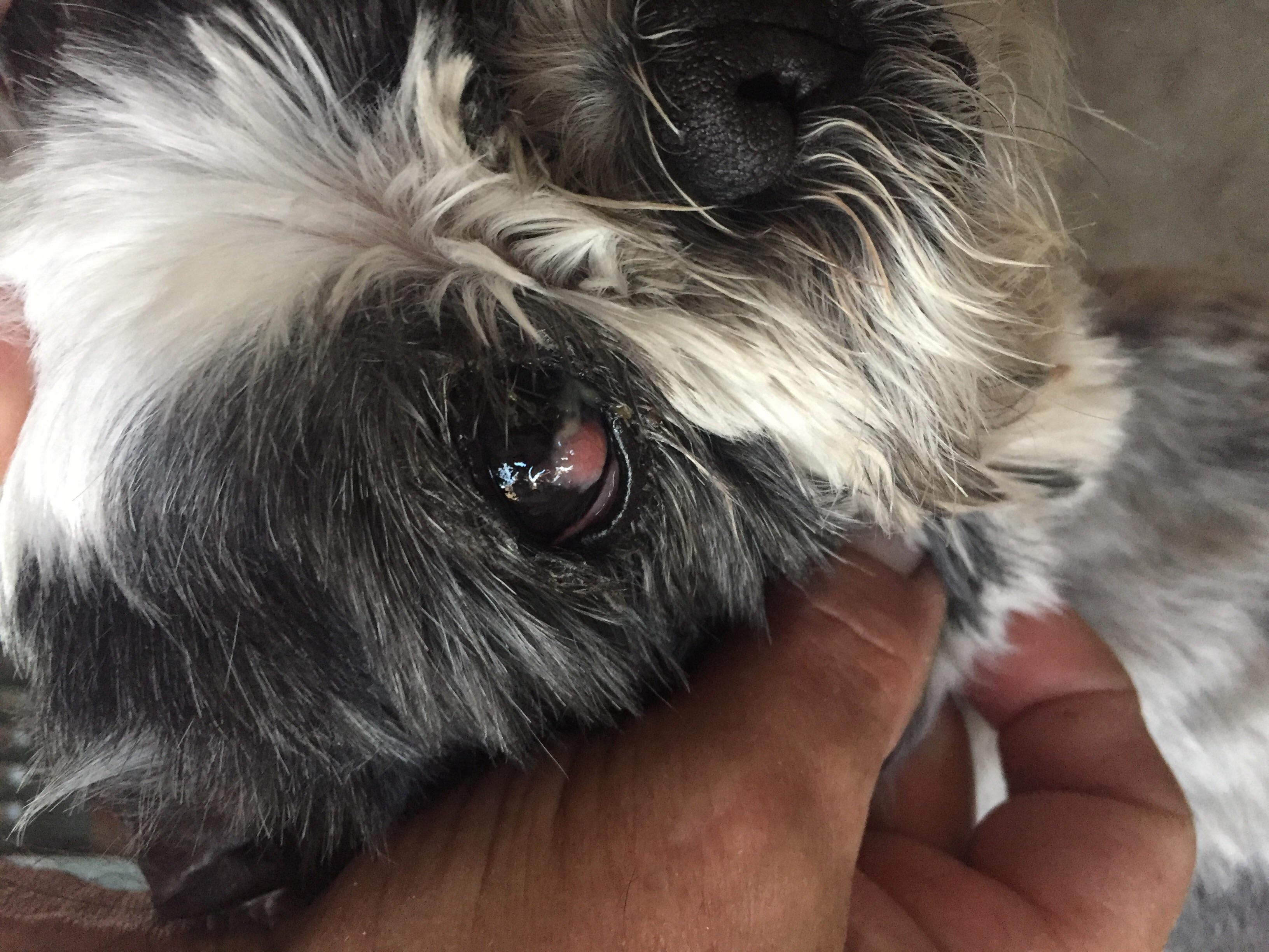 My dog has a red lump on its eye. Is it serious or normal? | Petco