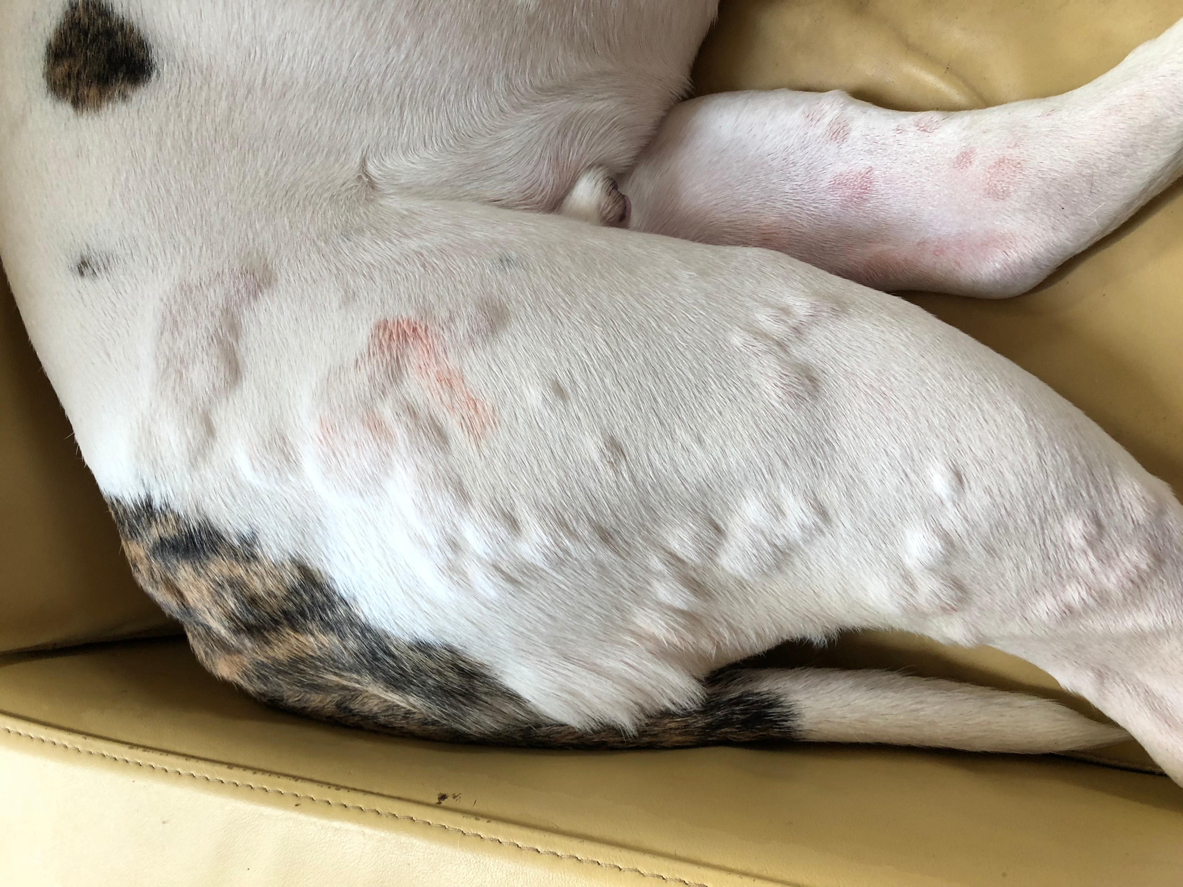 My dog has bumps and hives after a scratch. Is it allergies? | Petco