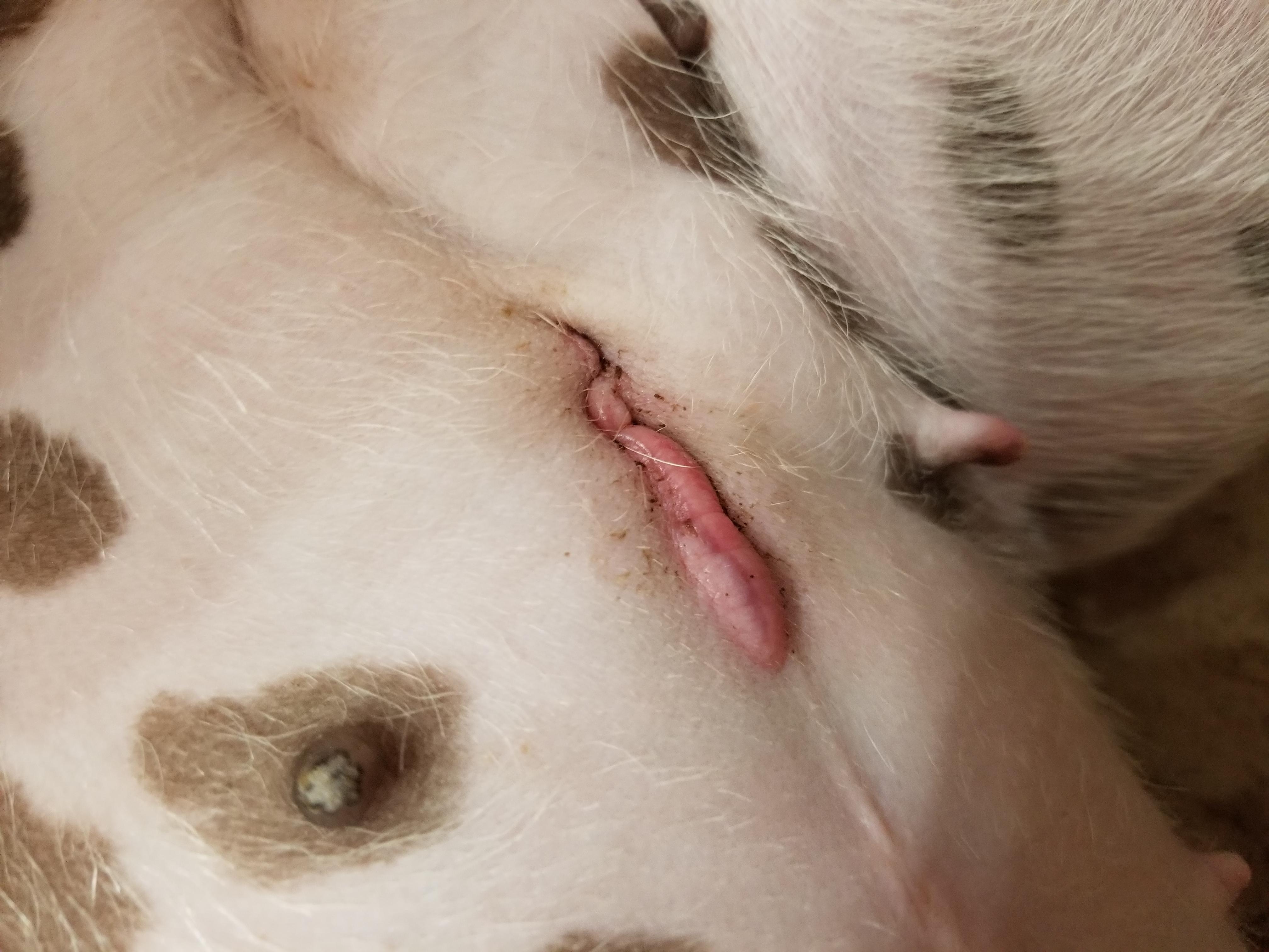 Is Your Dog's Puffy, Pink Spay Incision Normal After 3 Weeks? | Petco