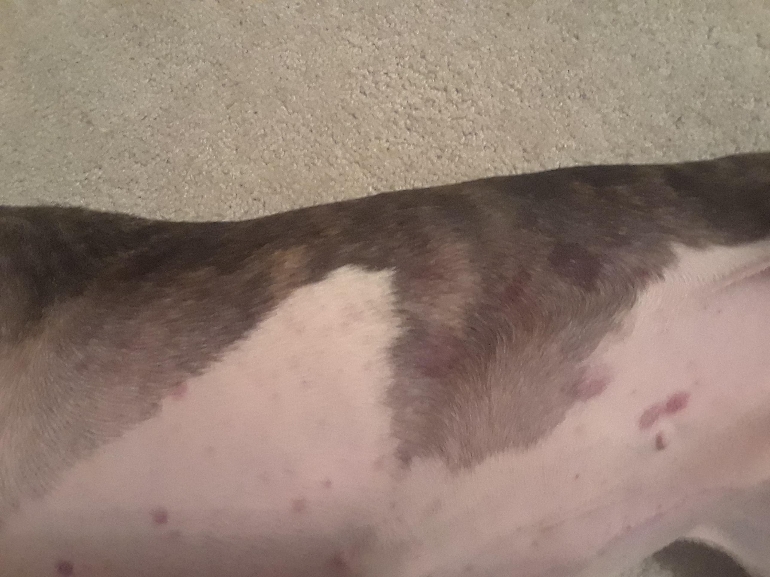 My Dog Has Red Spots & Bruising: What Could This Be? | Petco