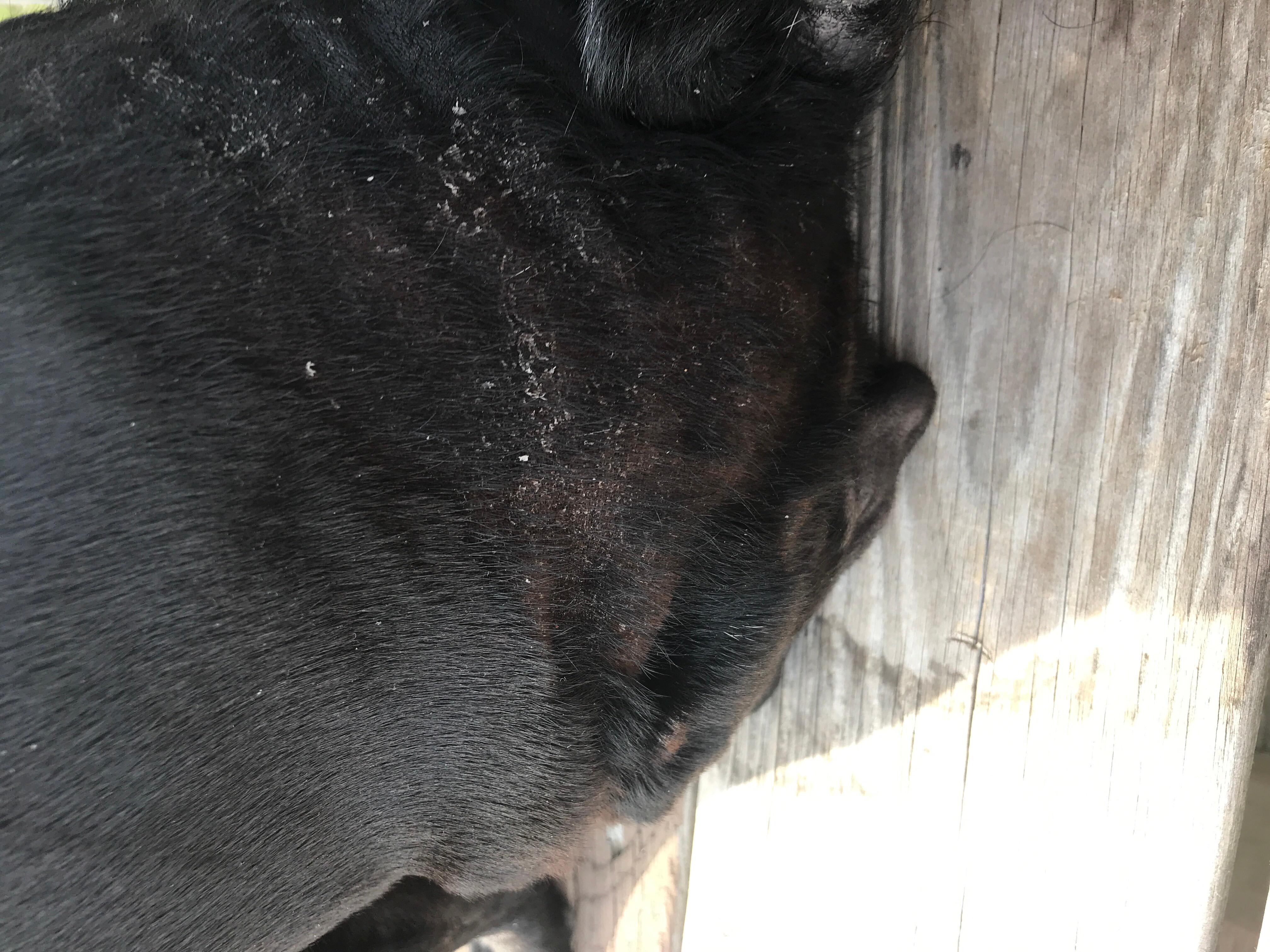 Why does my dog have dry, flaky skin and patches of hair loss? | Petco