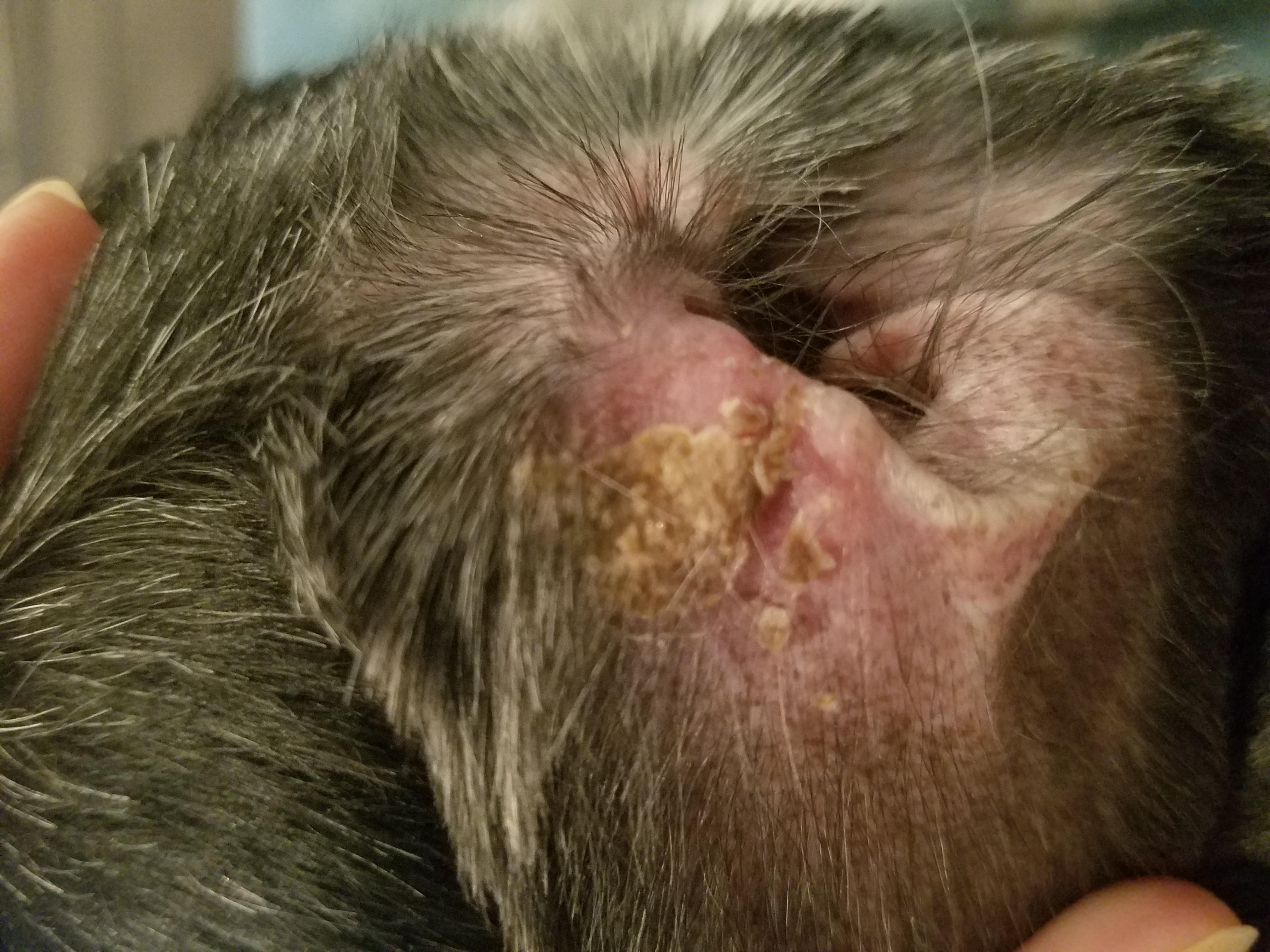 Why does my Shih Tzu have brown scabs, bumps, and pus? | Petco