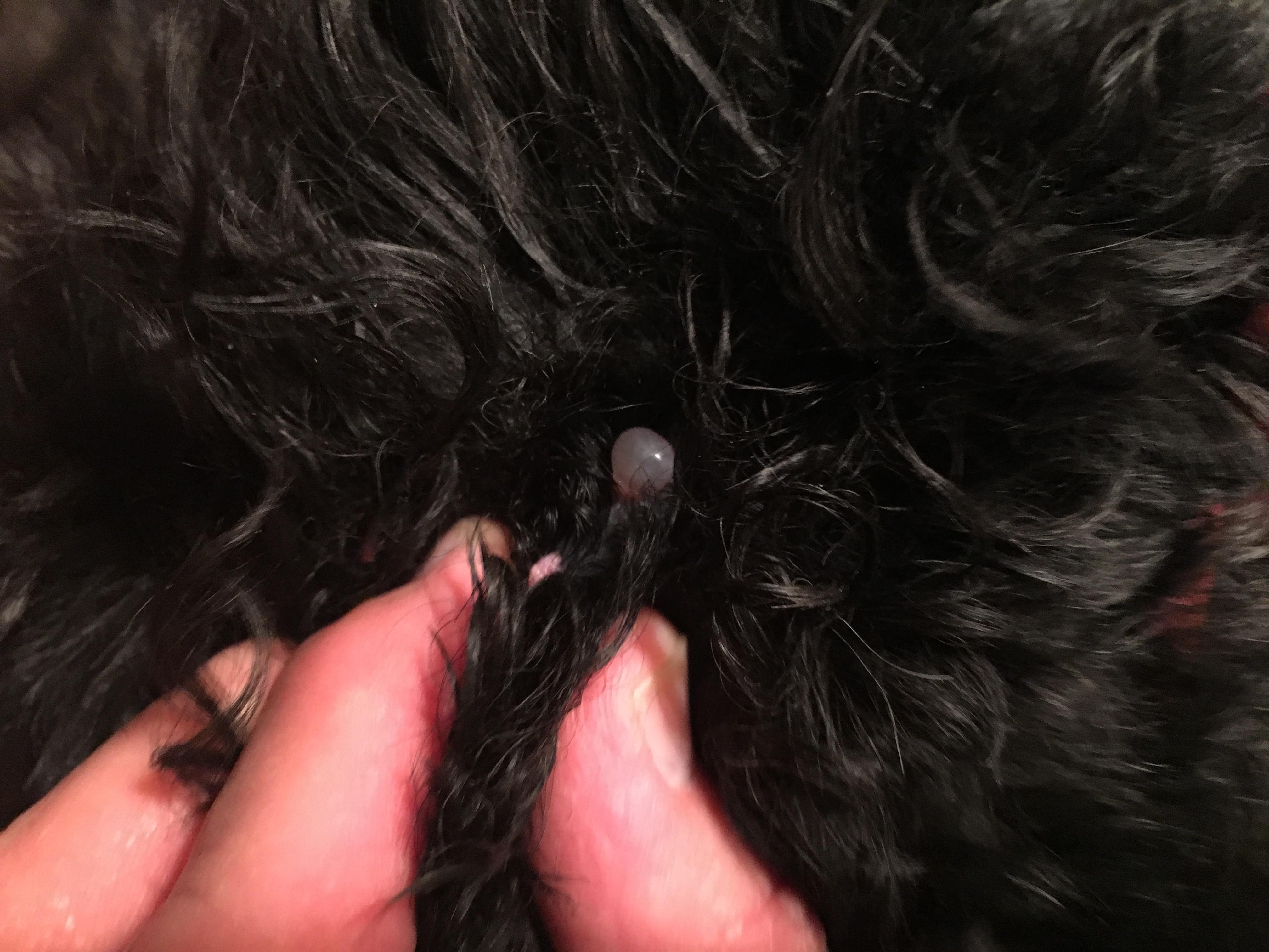 Is that clear bubble on your dog's head a tick, cyst, or pimple? | Petco