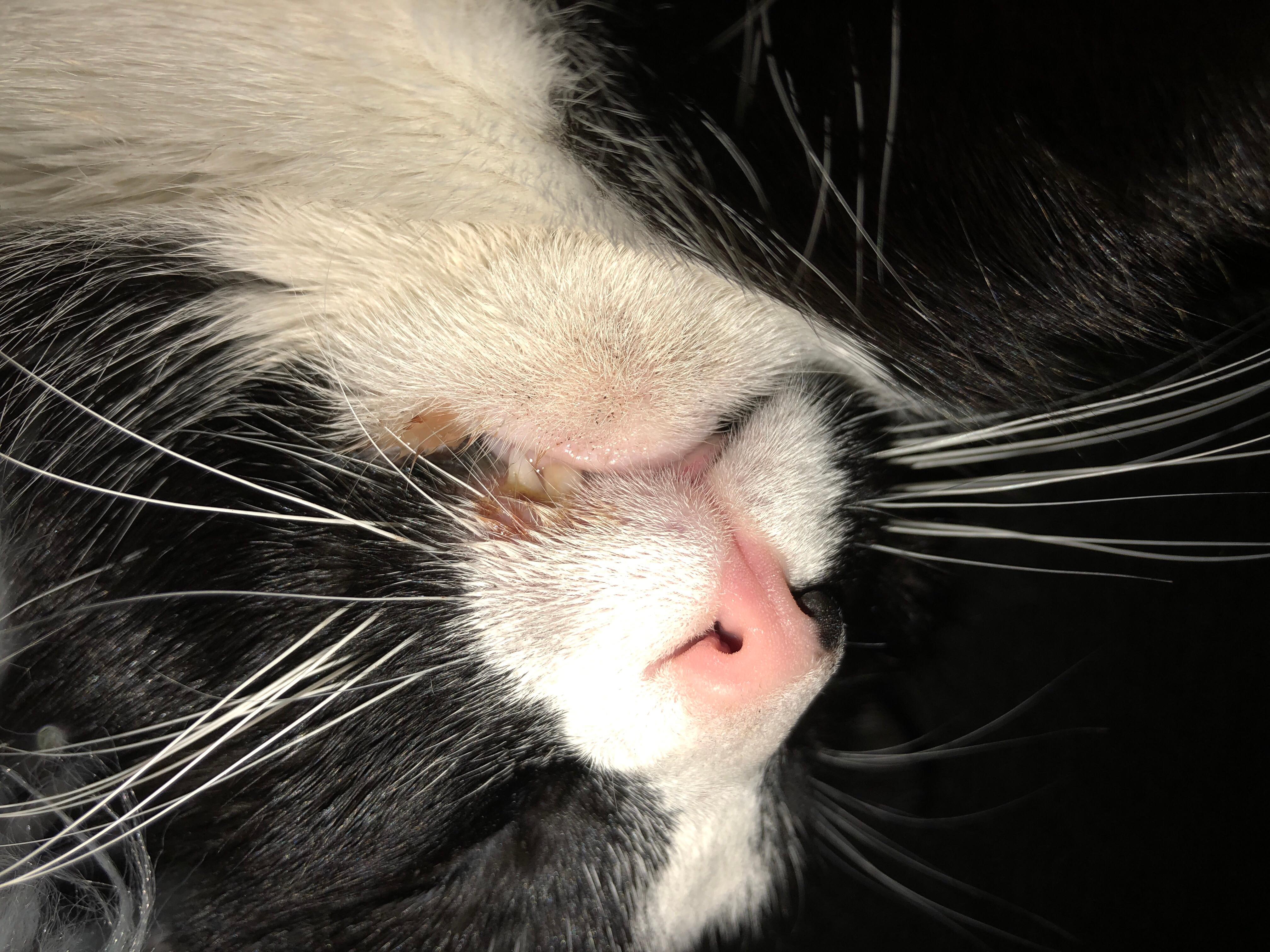My cat's upper lip has a hole from a tooth. What should I do? | Petco