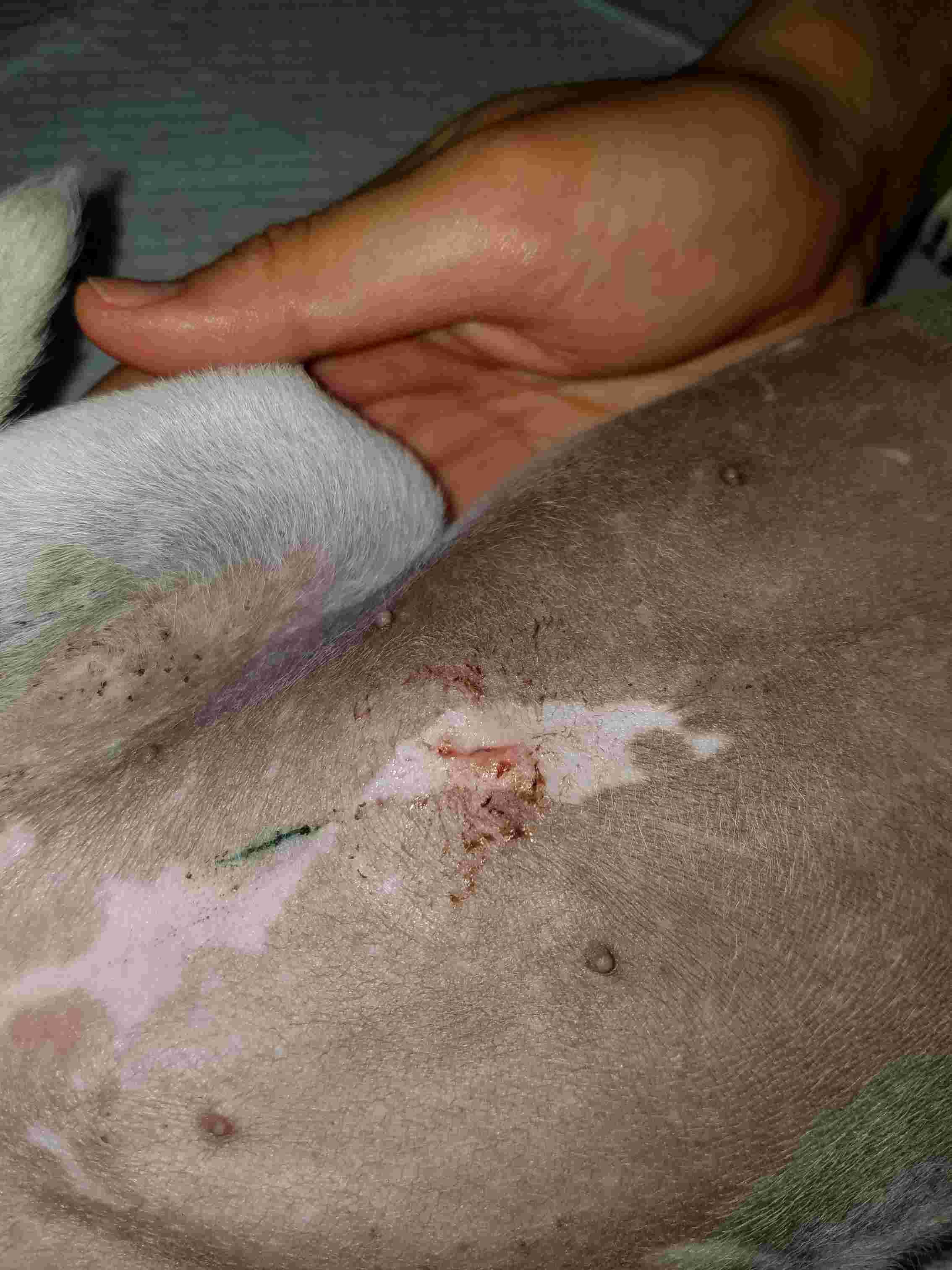 My Dog's Spay Incision: Red, Bleeding, Fluid? Is it Normal? | Petco